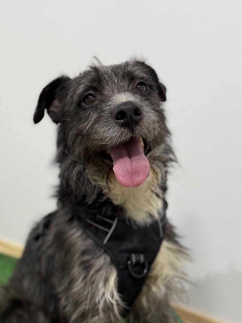 Dog for adoption - Theo, a Border Terrier Mix in Las Vegas, NV | Petfinder