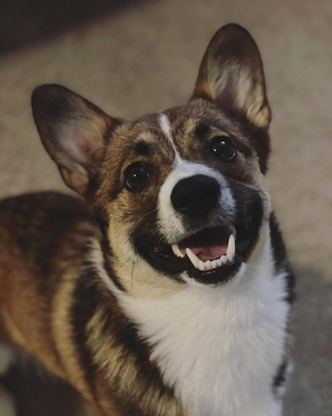 Dog for adoption - Toby, a Corgi in Salem, OR | Petfinder