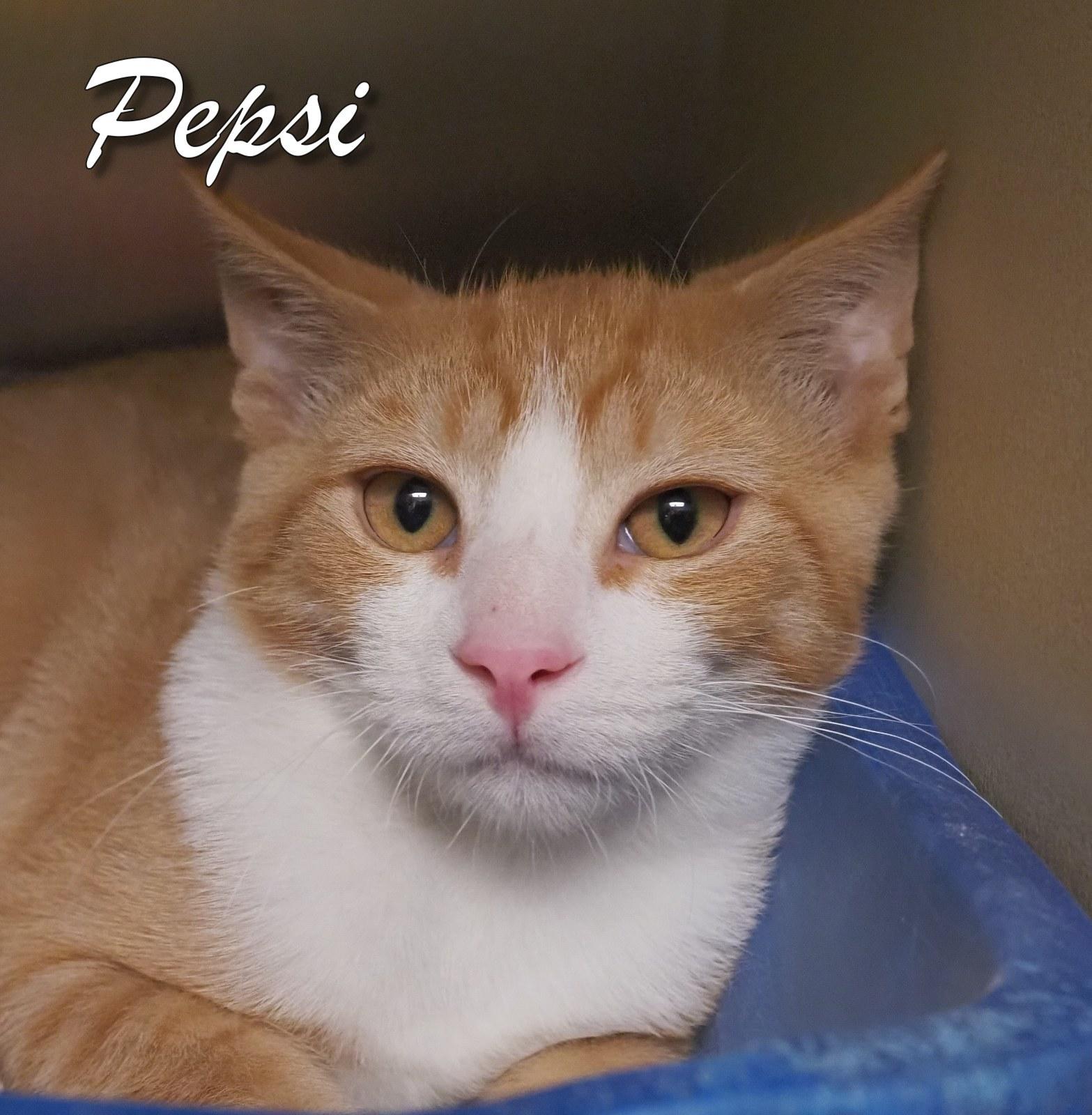 Cat for adoption - Sunkist & Pepsi, a Domestic Short Hair Mix in Cape May Court House, NJ ...