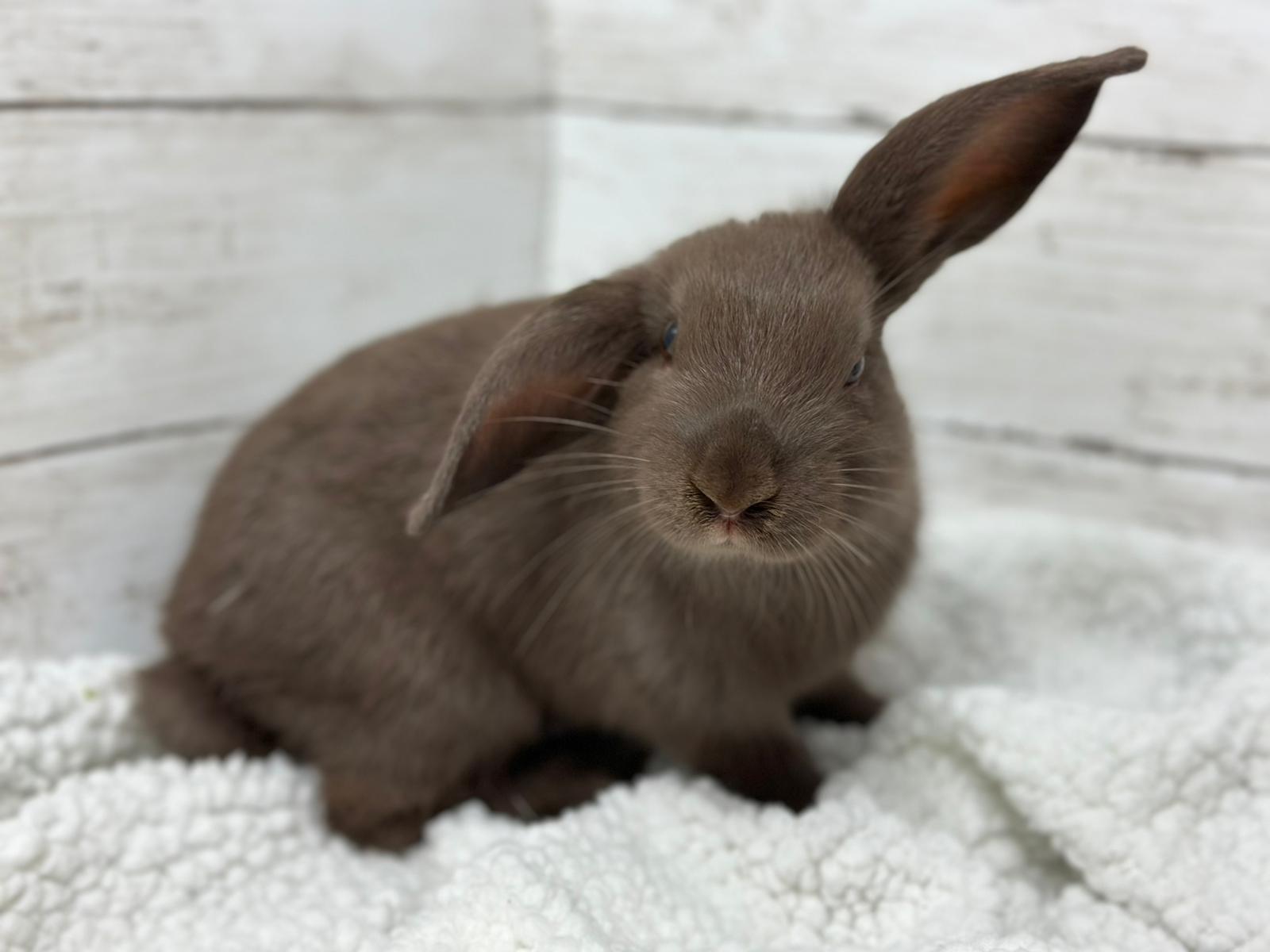 Rabbit for adoption - Bunneary, a Bunny Rabbit in Fountain Valley, CA ...