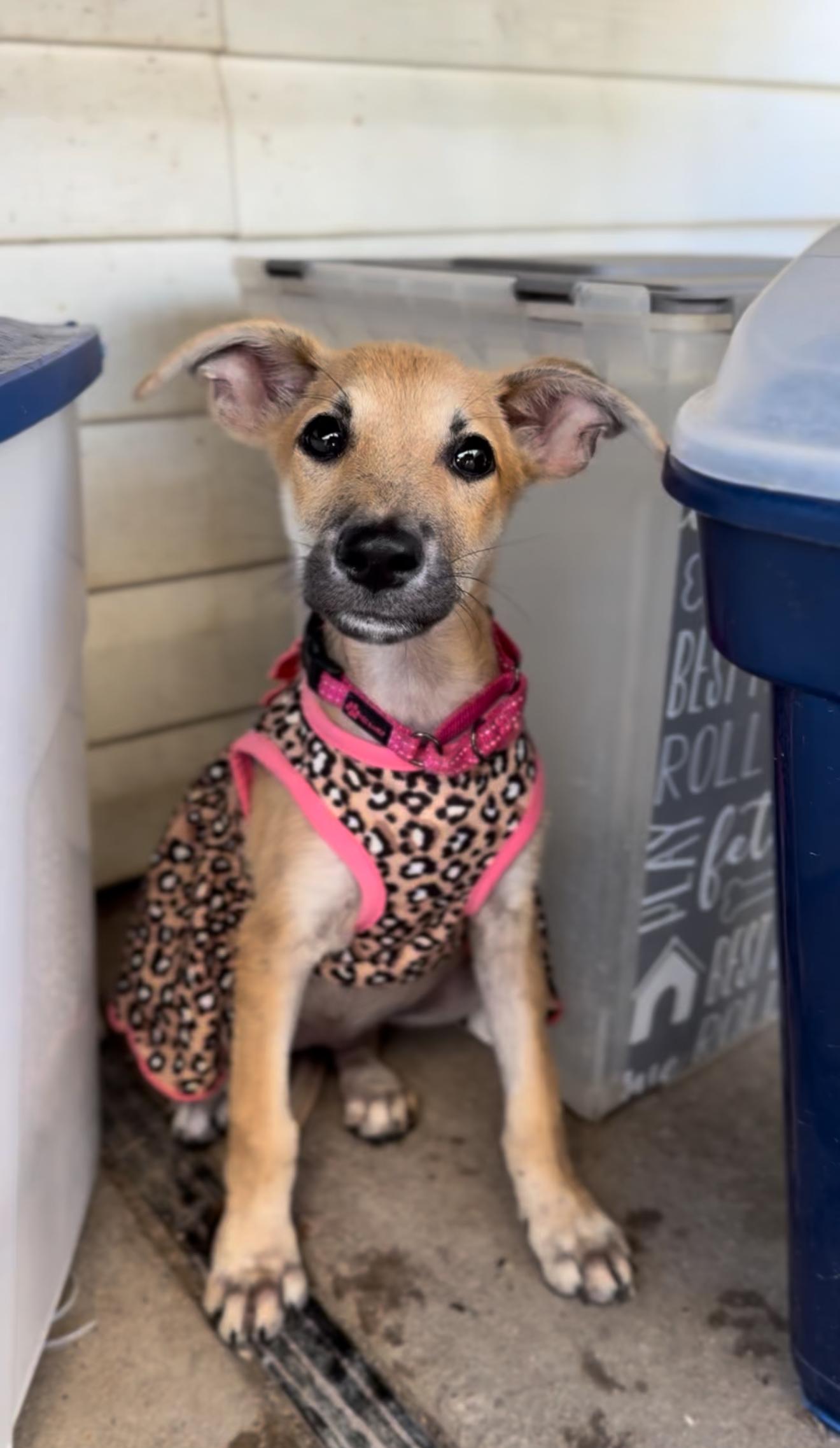 Dog for adoption - Honey Dew, a Shepherd & Greyhound Mix in Riverside ...