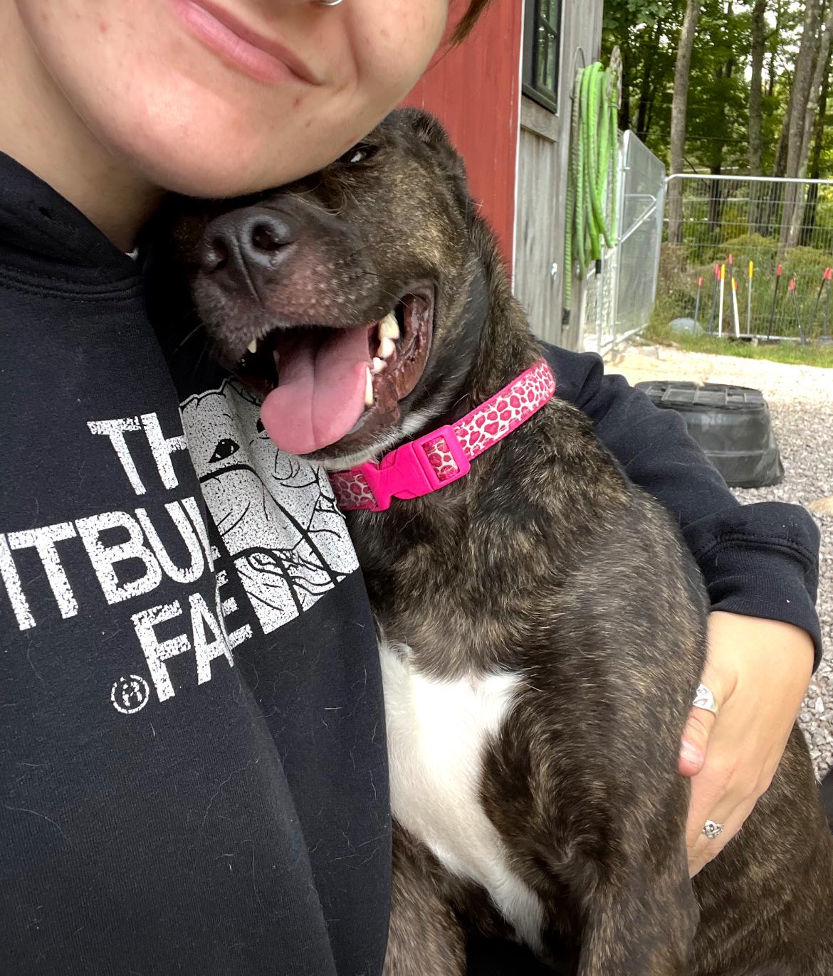 Dog for adoption - Dixie, a Mixed Breed in New Boston, NH | Petfinder