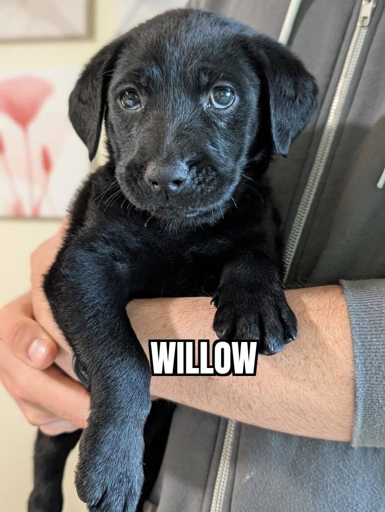 Dog for adoption - Willow, a Labrador Retriever in Olympia, WA | Petfinder