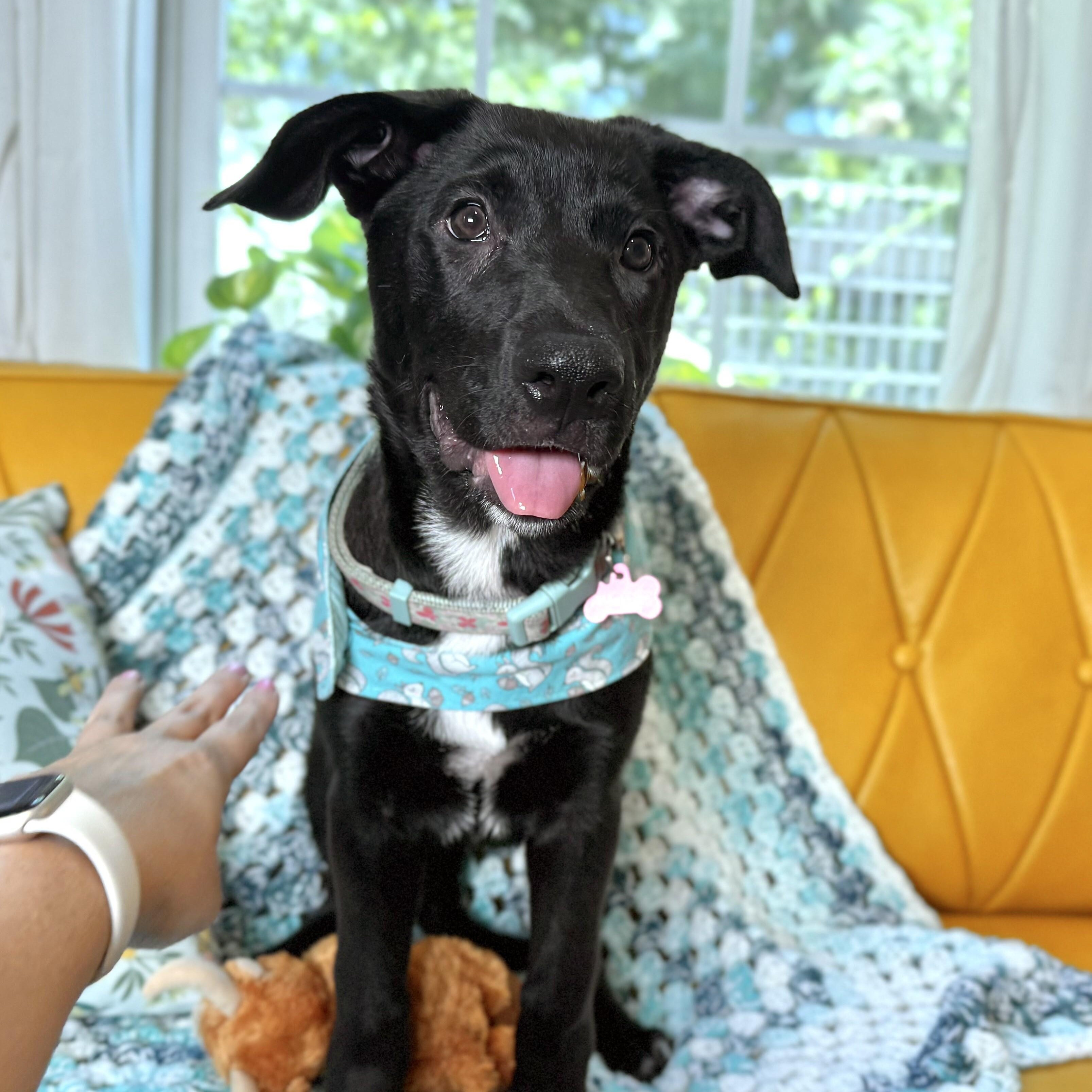 Dog for adoption - Pantera Hebert, a Labrador Retriever & German ...