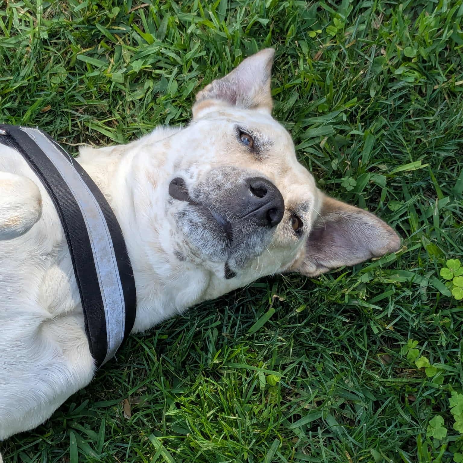 Dog for adoption - Saki, a Cattle Dog Mix in Wantagh, NY | Petfinder