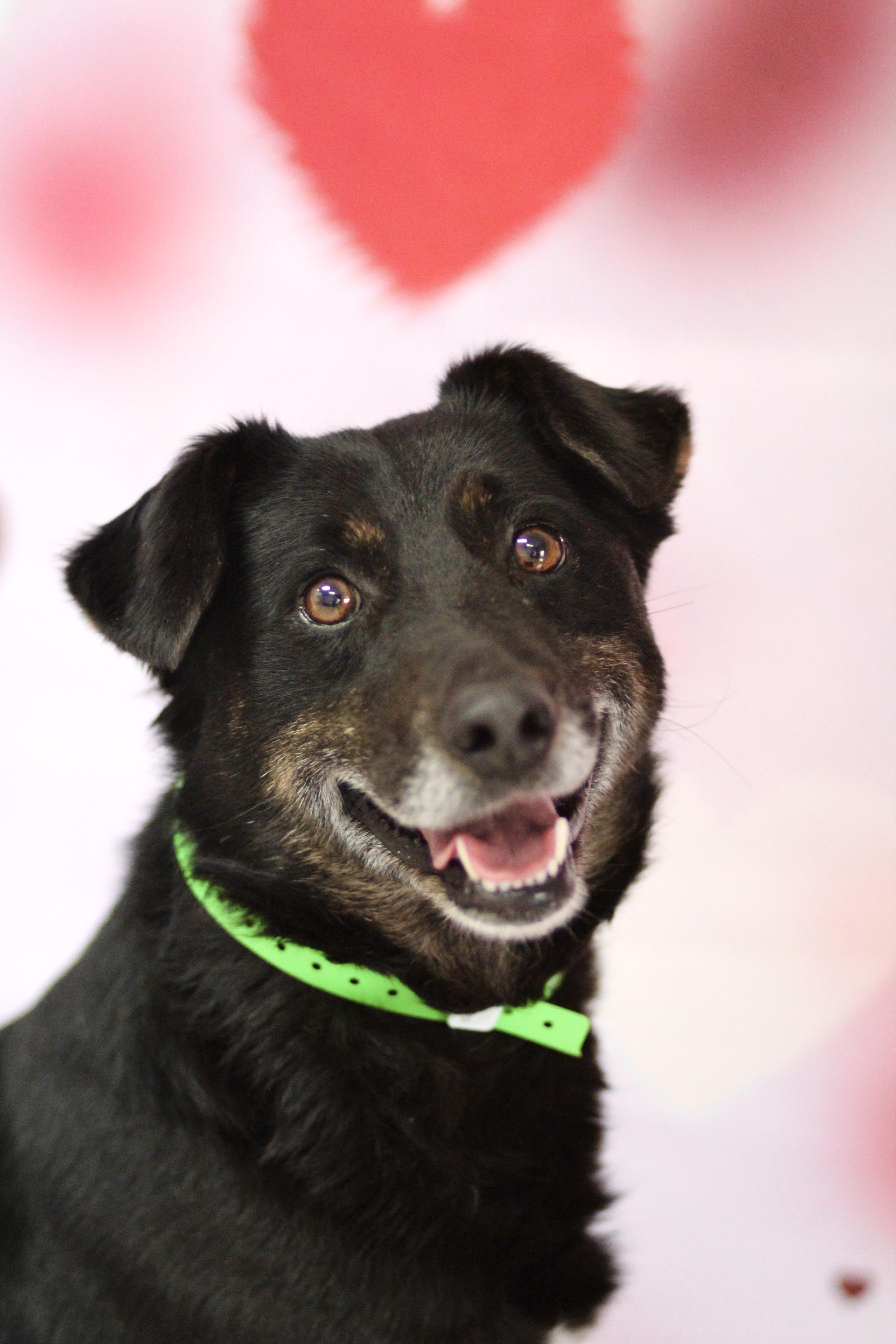 Dog for adoption - Daiquiri in NH! Come Meet our Adoptable Dogs ...