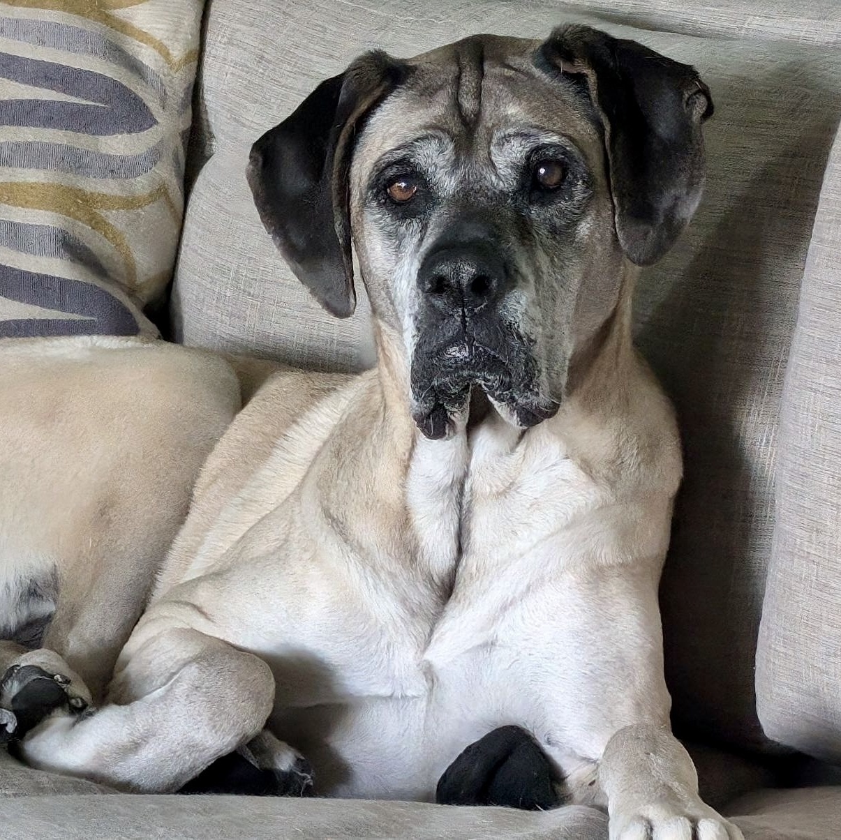 Dog for adoption - Scarlet in Colorado, a Great Dane & Mastiff Mix in ...