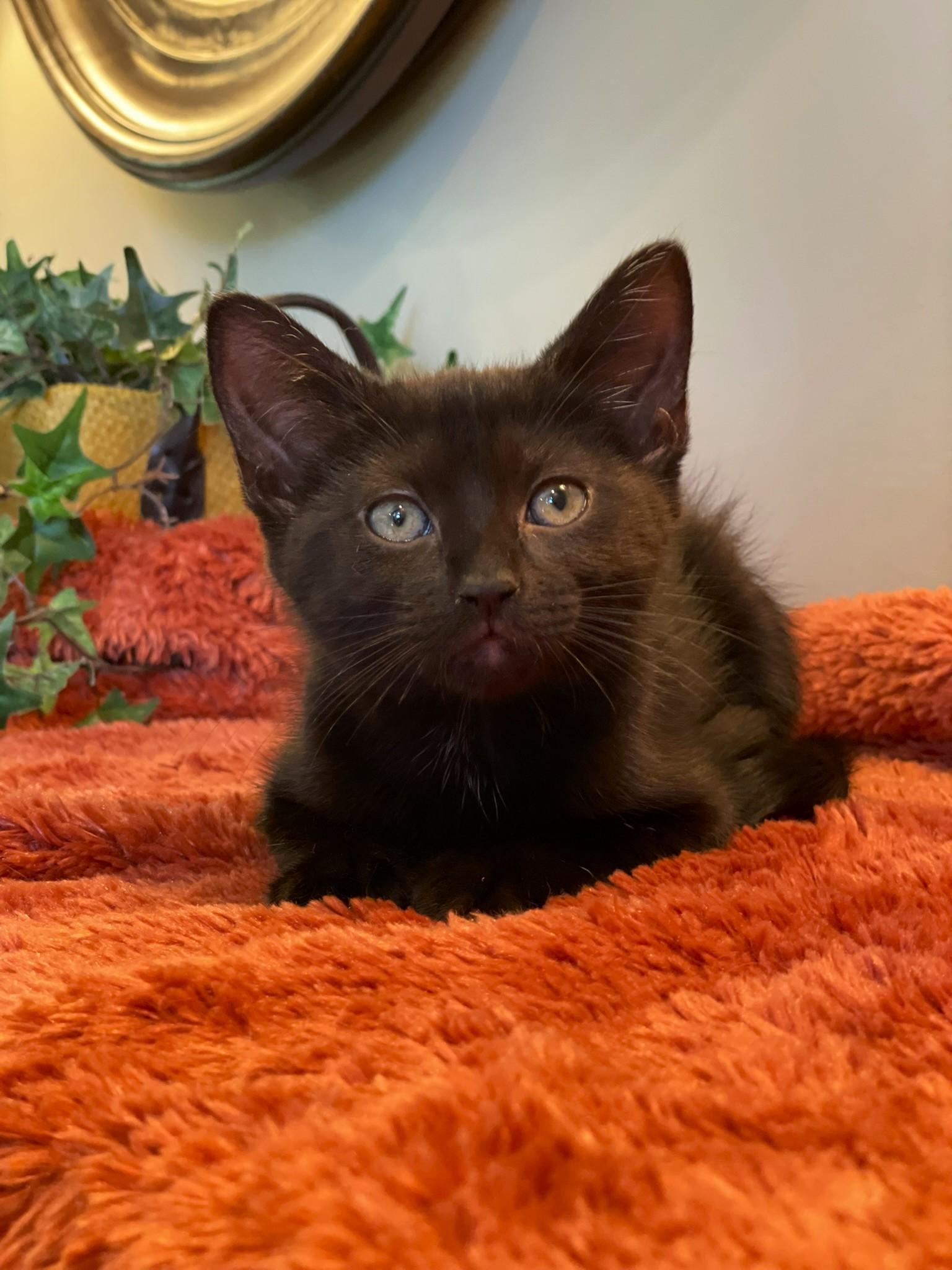 Cat for adoption - Pip @ Canton PetSmart Habitat Michigan Ave, a ...