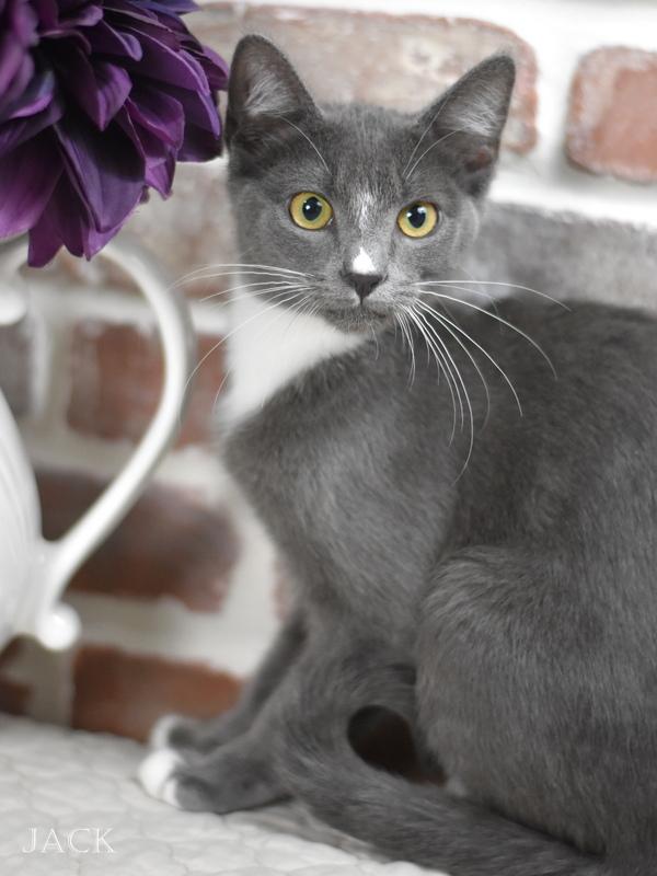 Cat for adoption - Jack (Dory’s Litter), a Domestic Short Hair Mix in ...