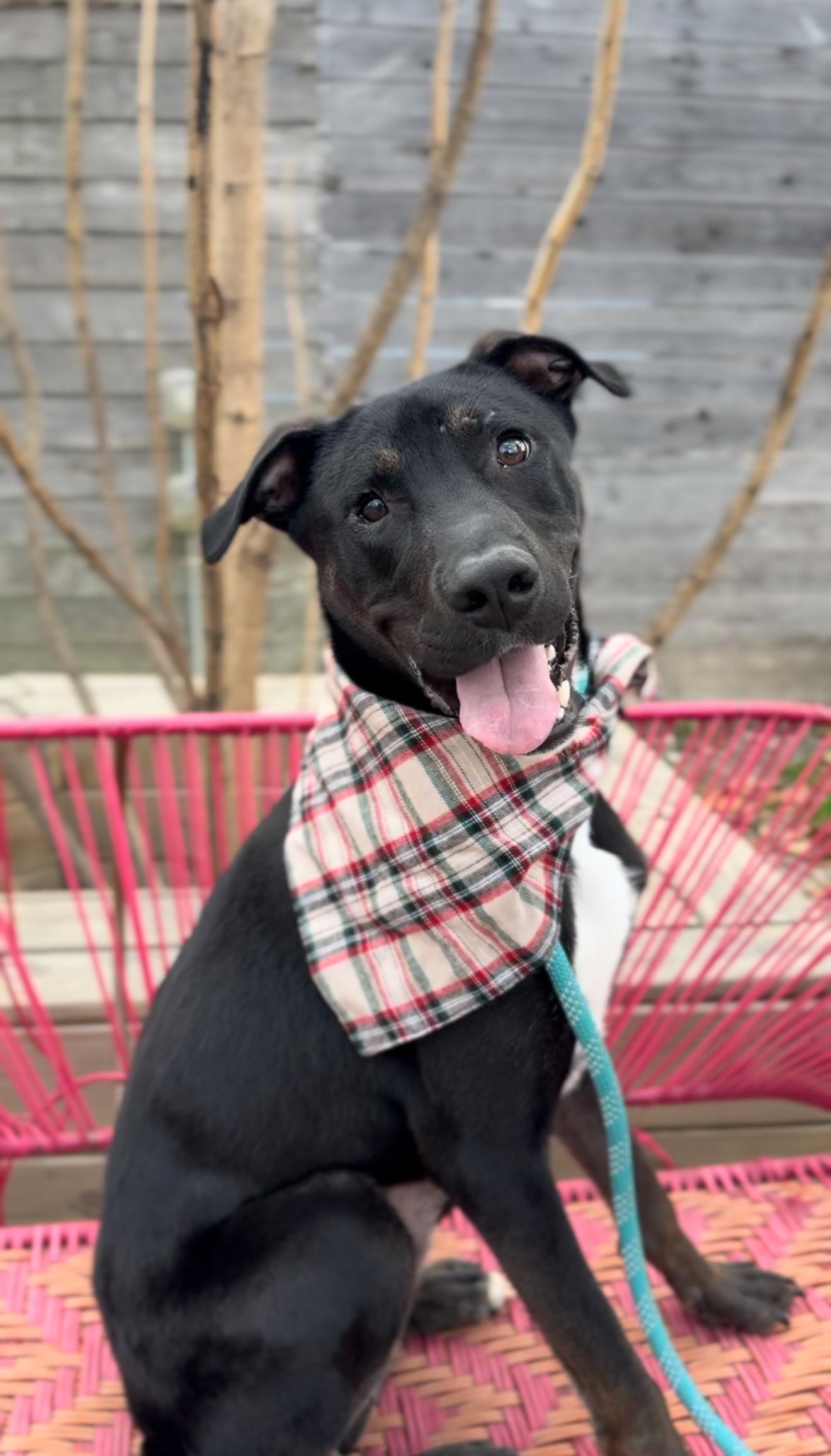 Dog for adoption - Sweets, a Black Labrador Retriever Mix in Kent, WA ...