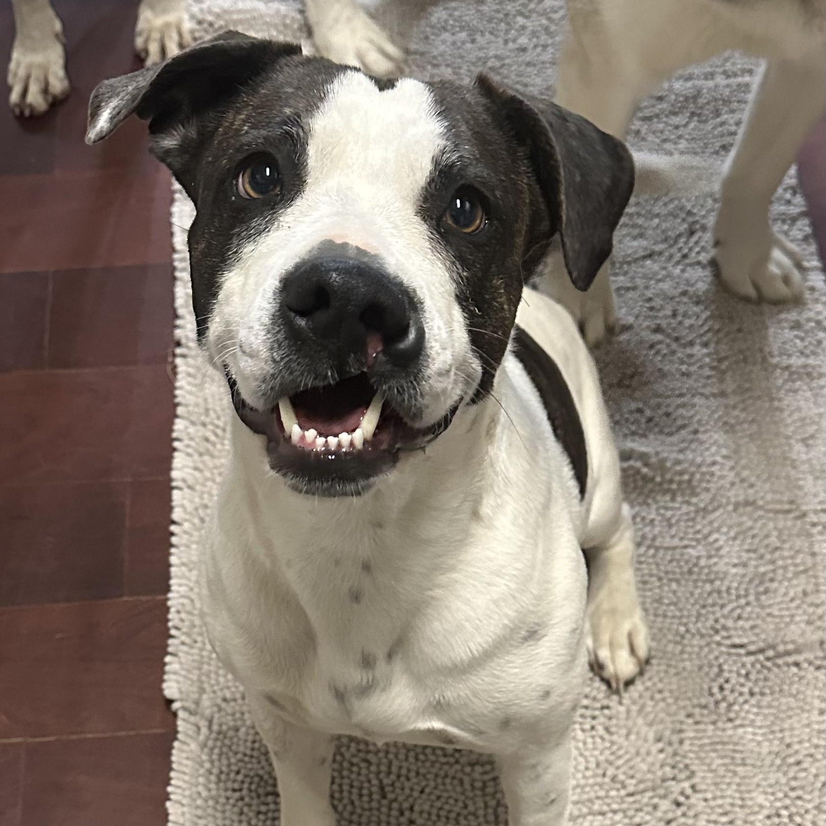 Dog for adoption - Emmie, a Pit Bull Terrier & American Staffordshire ...