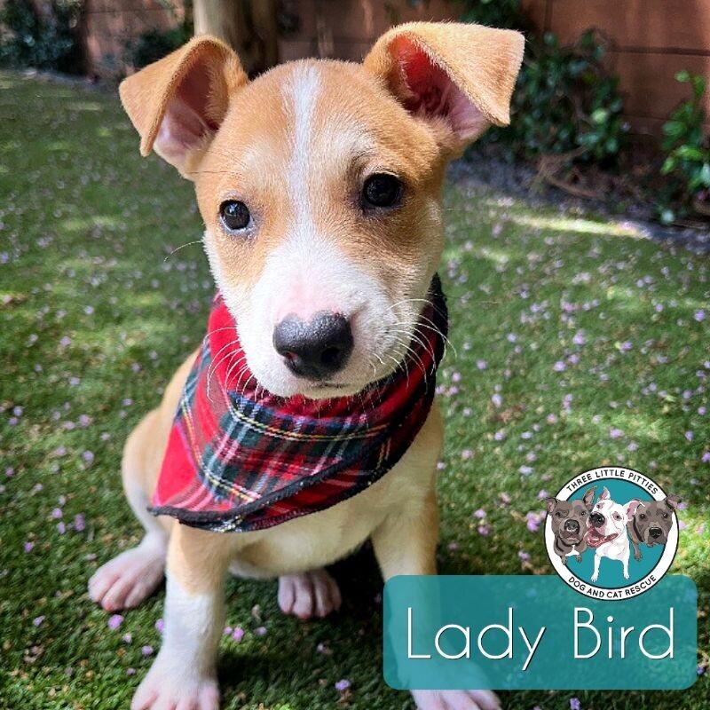 Dog for adoption - Lady Bird Johnson Presidential, a Pit Bull Terrier ...