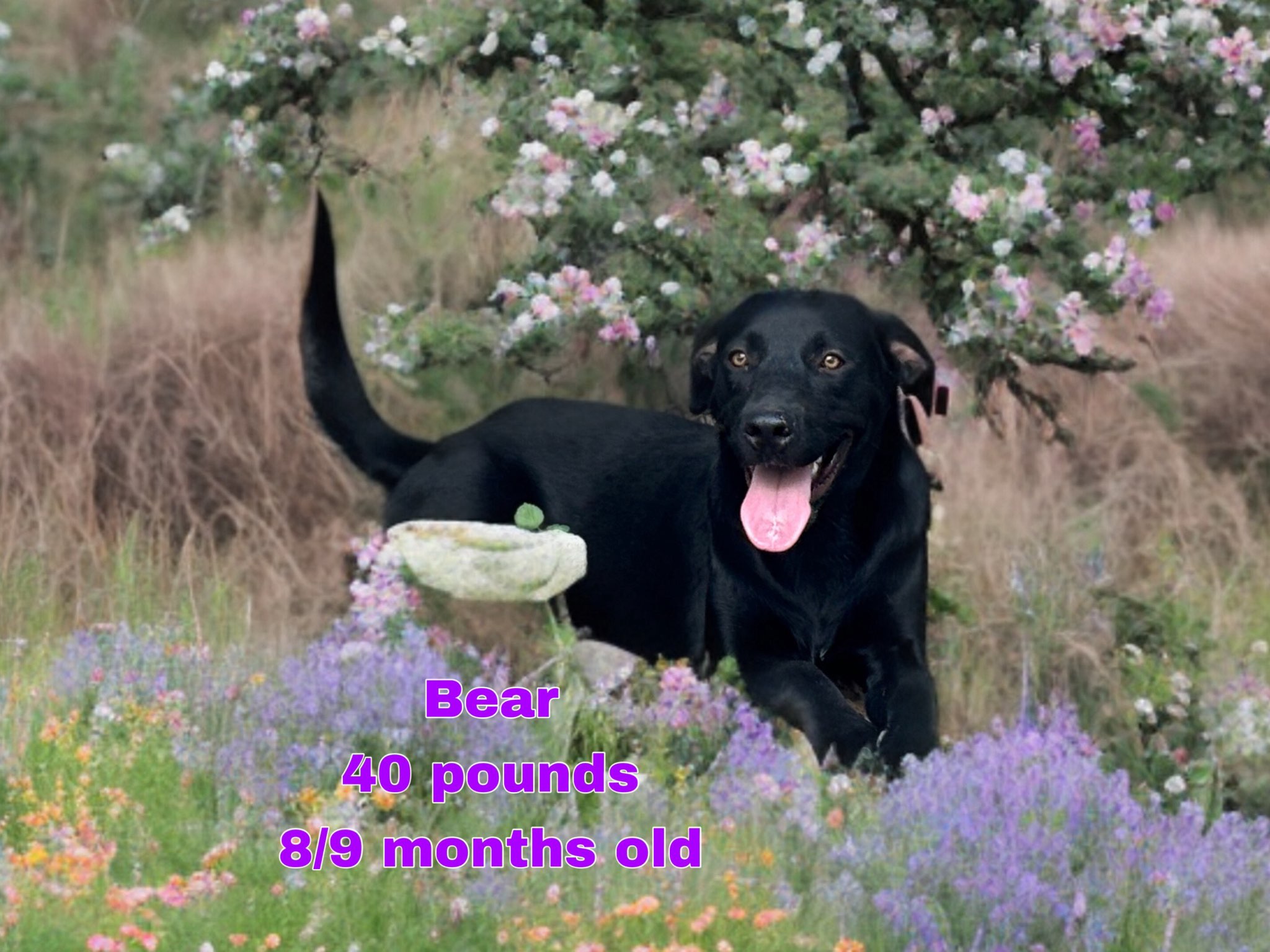 Dog for adoption - Bear, a Black Labrador Retriever Mix in Faribault ...