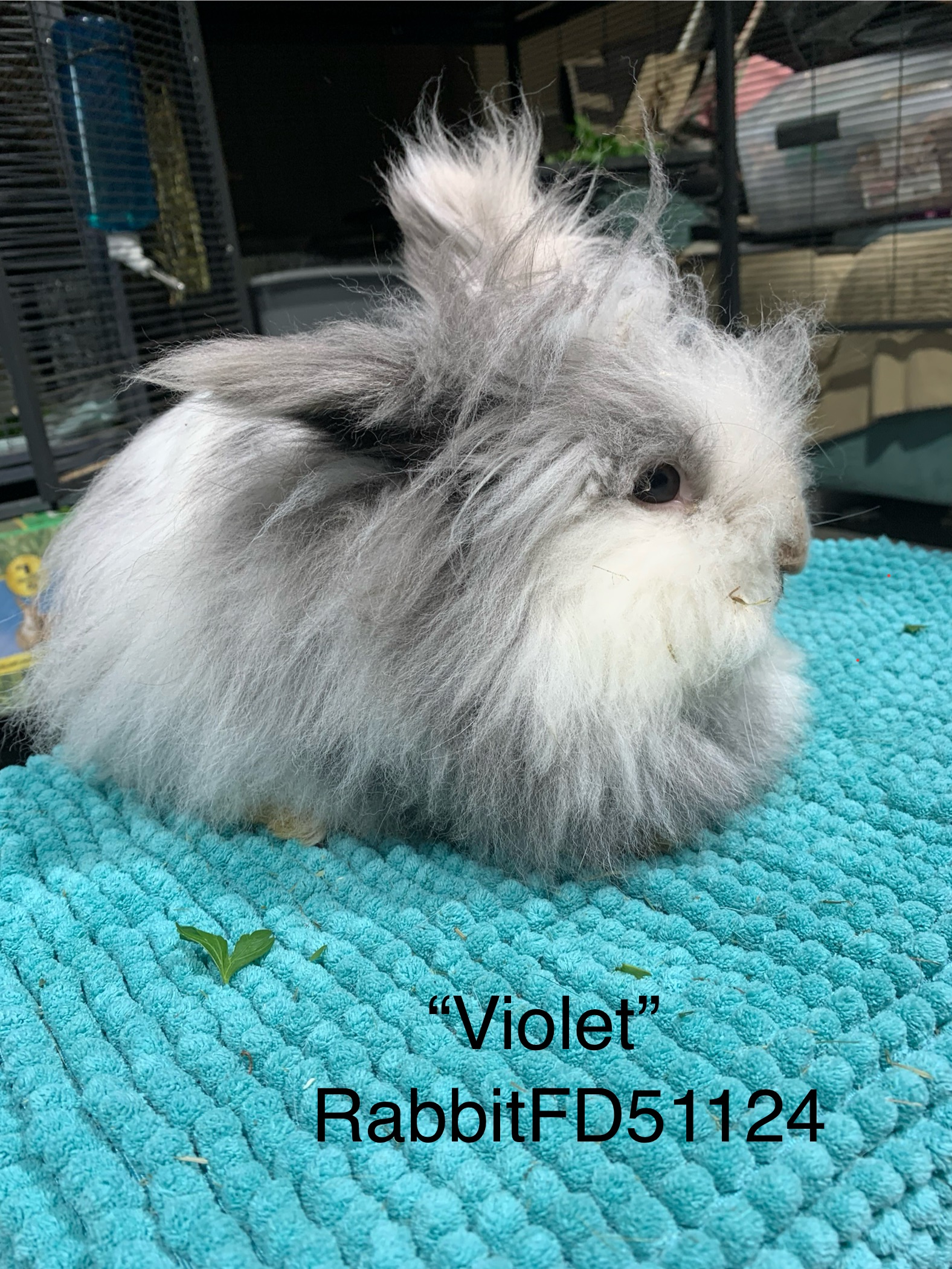 Rabbit for adoption - Violet **special needs**, an American Fuzzy Lop ...