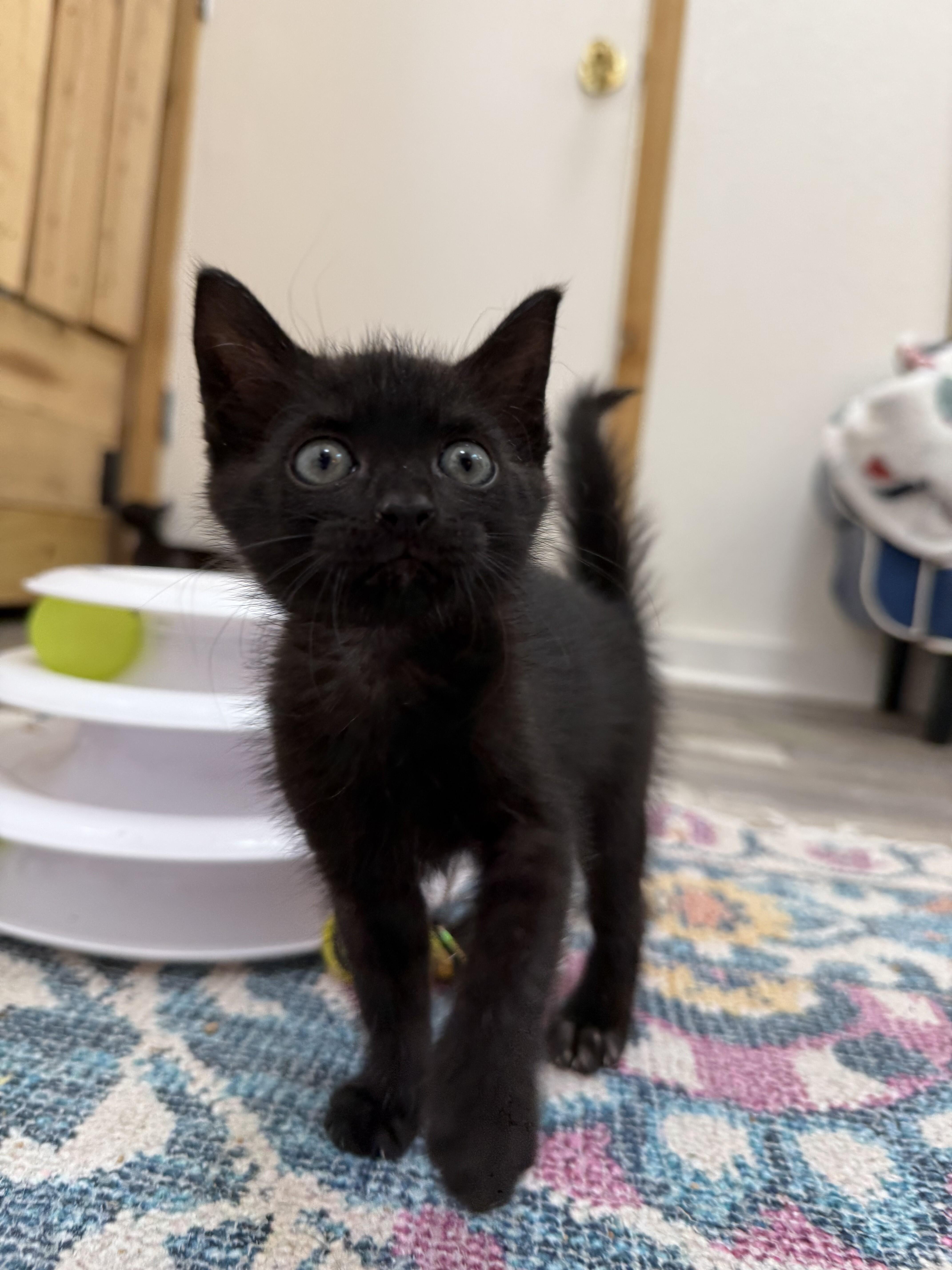 Cat for adoption - Jennifer Coolidge, a Domestic Short Hair Mix in ...