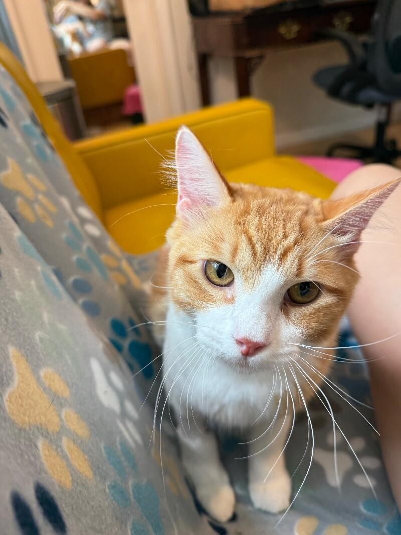 Cat for adoption - Buddy Hockley, a Domestic Medium Hair Mix in Delta, BC | Petfinder