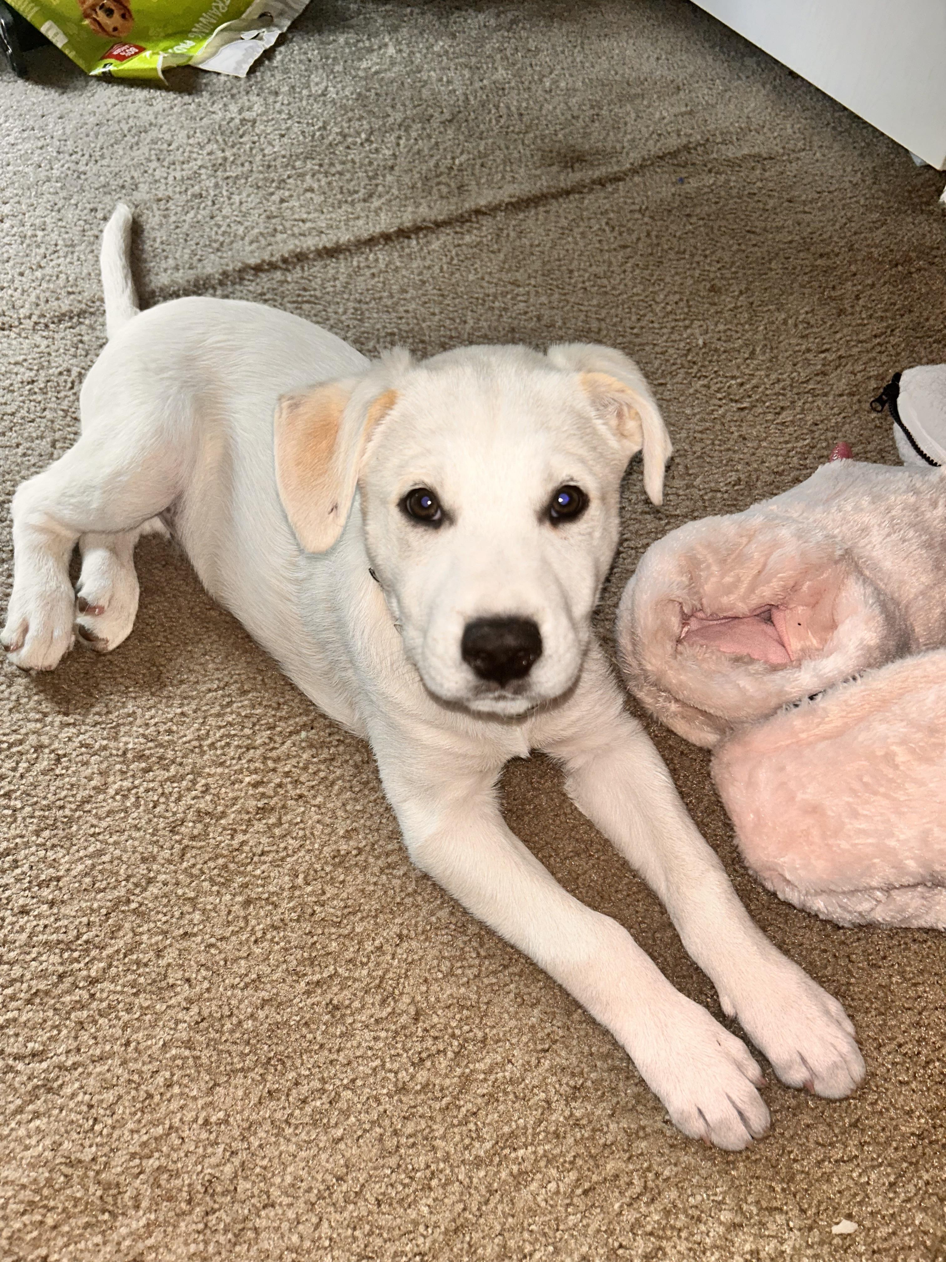 Dog for adoption - Duck, a Mixed Breed in Bloomington, IL | Petfinder