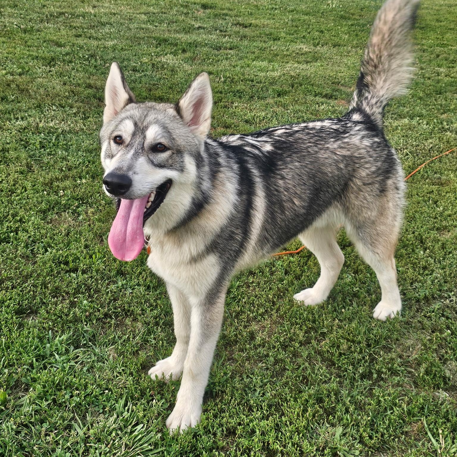 Dog for adoption - Denali, a Husky Mix in Farmington, MO | Petfinder