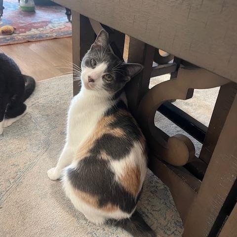 Cat for adoption - Callie (6.5 months), a Domestic Short Hair in Los ...