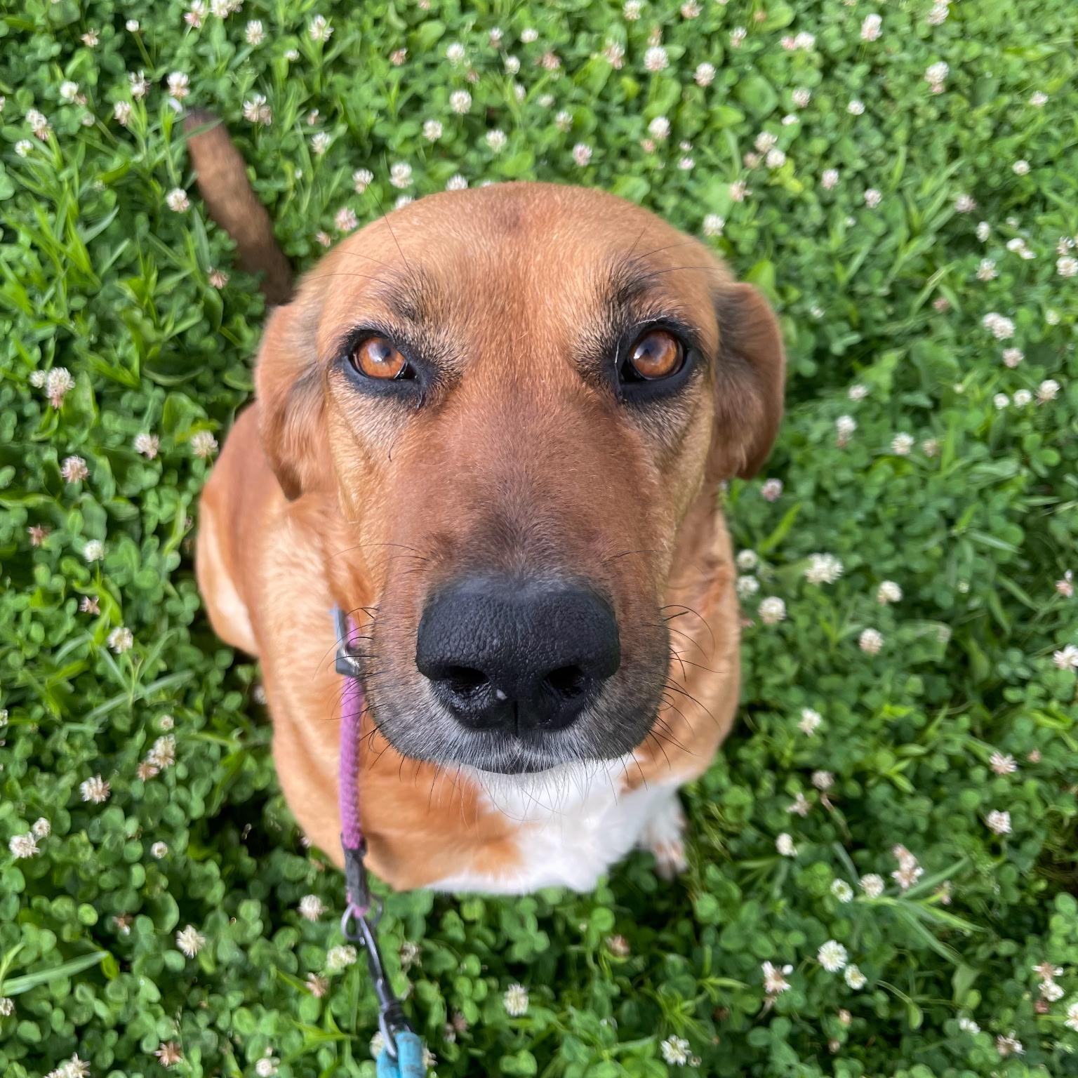 Dog for adoption - Ruca, a Great Dane & Labrador Retriever Mix in ...