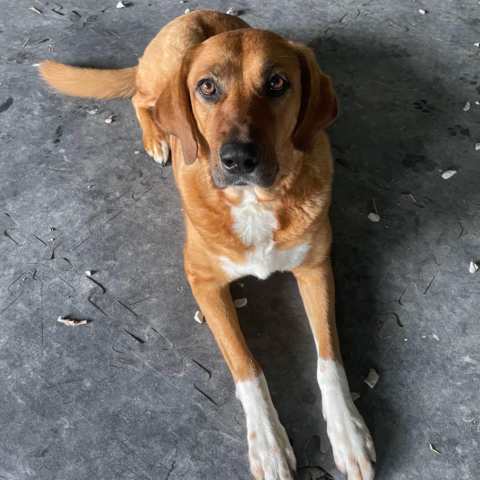 Dog for adoption - Ruca, a Great Dane & Labrador Retriever Mix in ...