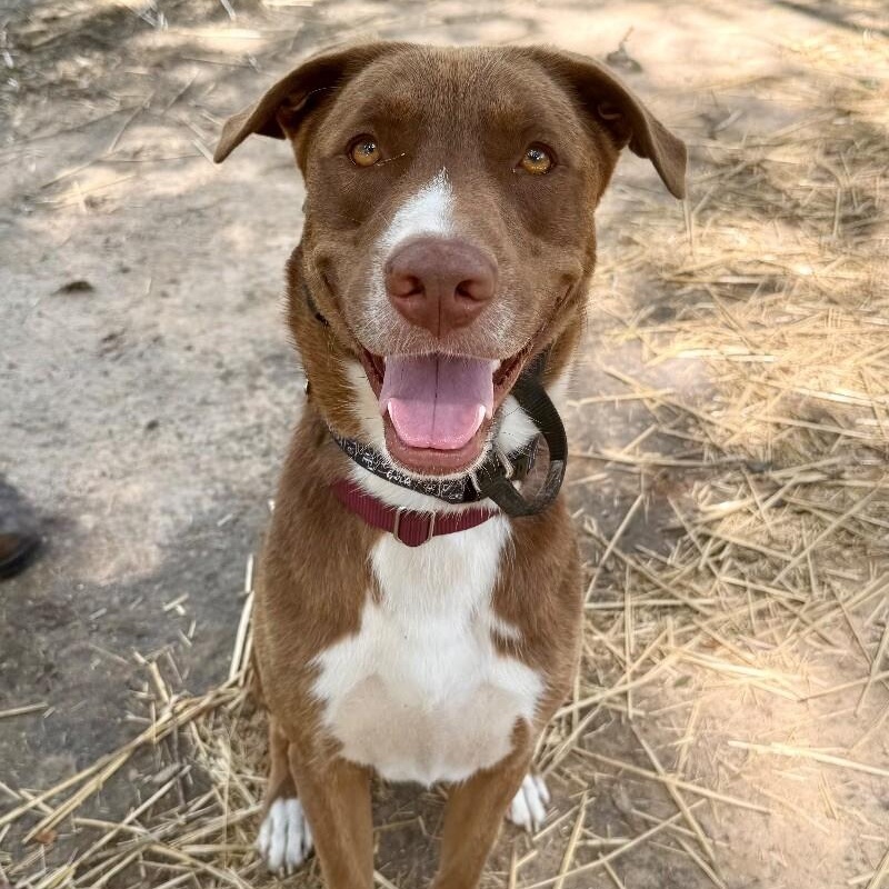 Dog for adoption - Silly Samson Splashes in the Day and cuddles at ...