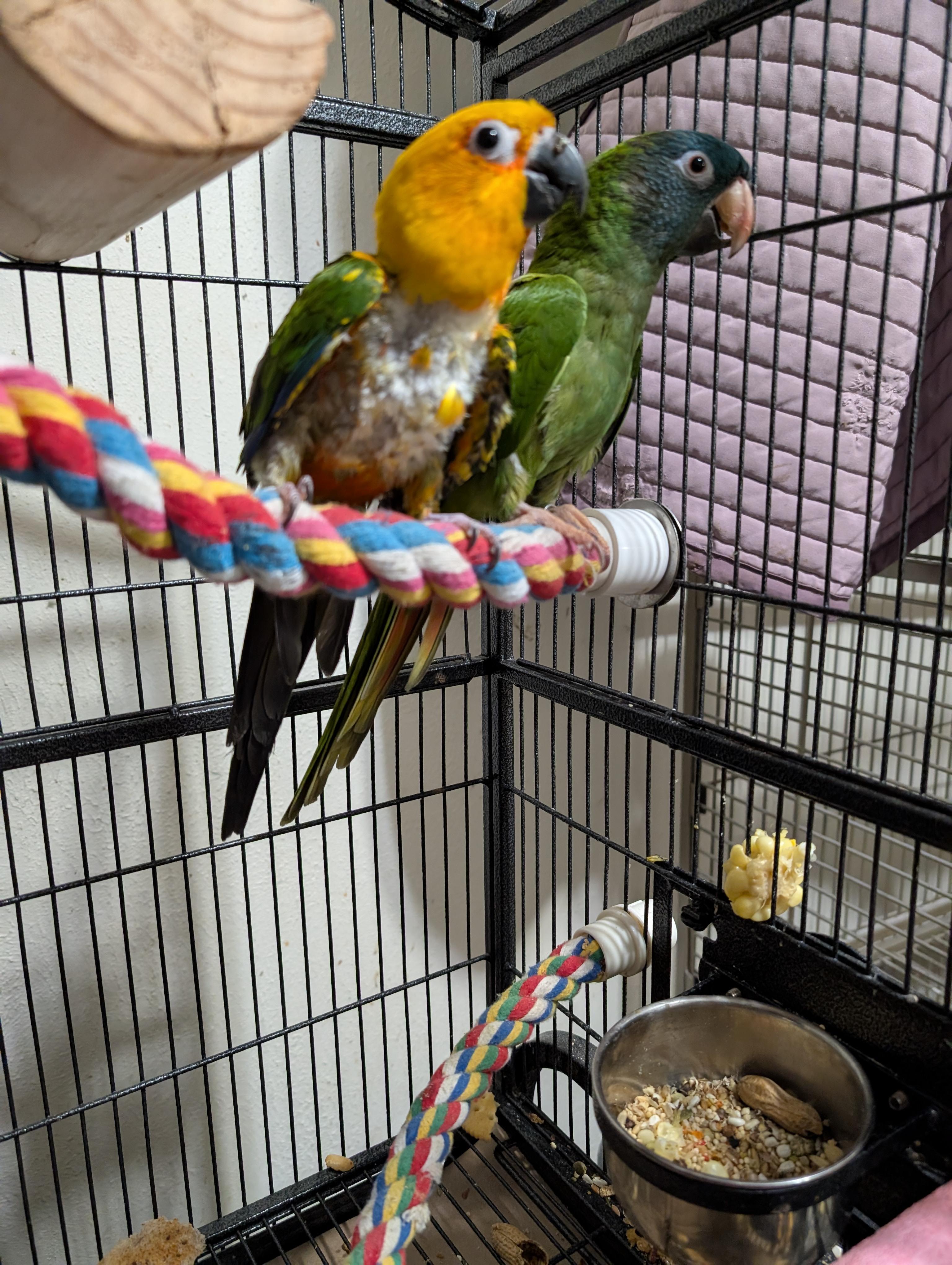 Parrot for adoption - Henry & Norbert are a Pair of bonded Conures, a ...