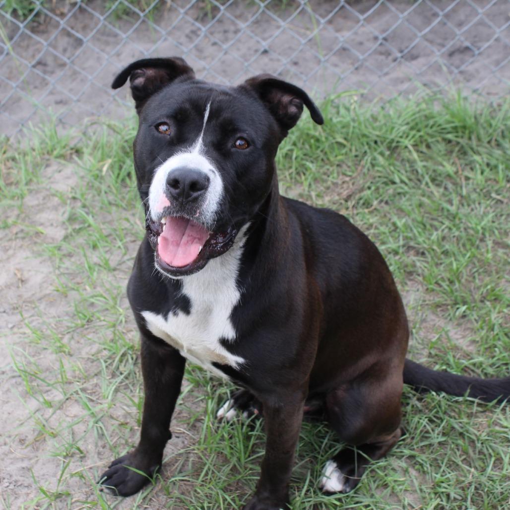 Dog for adoption - Cheerio, an American Bulldog & Black Labrador ...