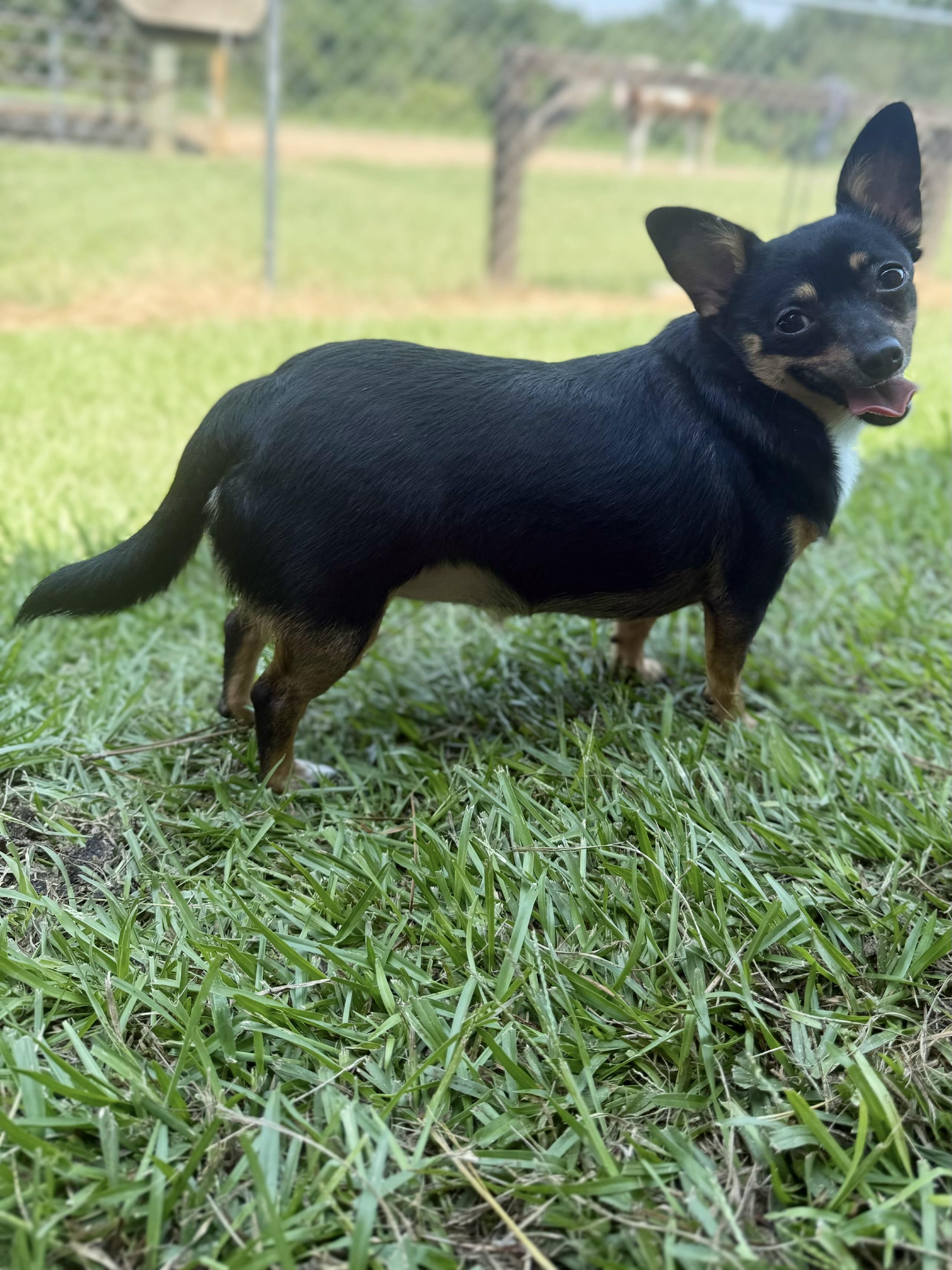 Dog for adoption - Laney, a Chihuahua in Douglas, GA | Petfinder