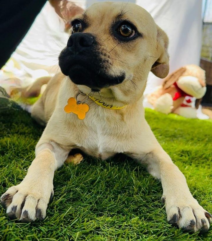 Dog for adoption - Luffy, a Pug Mix in Surrey, BC | Petfinder