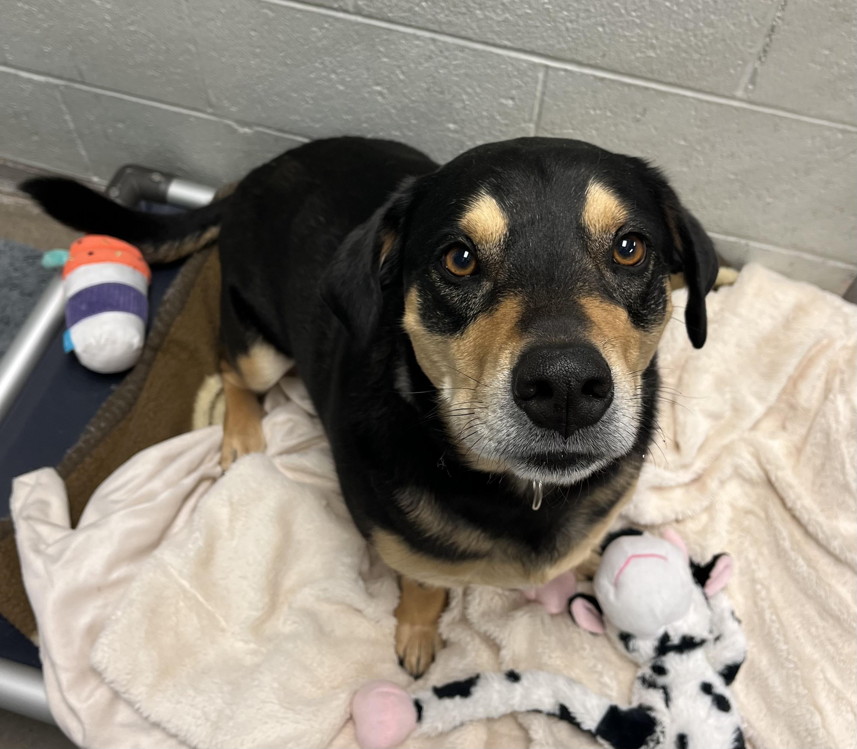 Dog for adoption - Boscoe, a Basset Hound Mix in Sudbury, MA | Petfinder