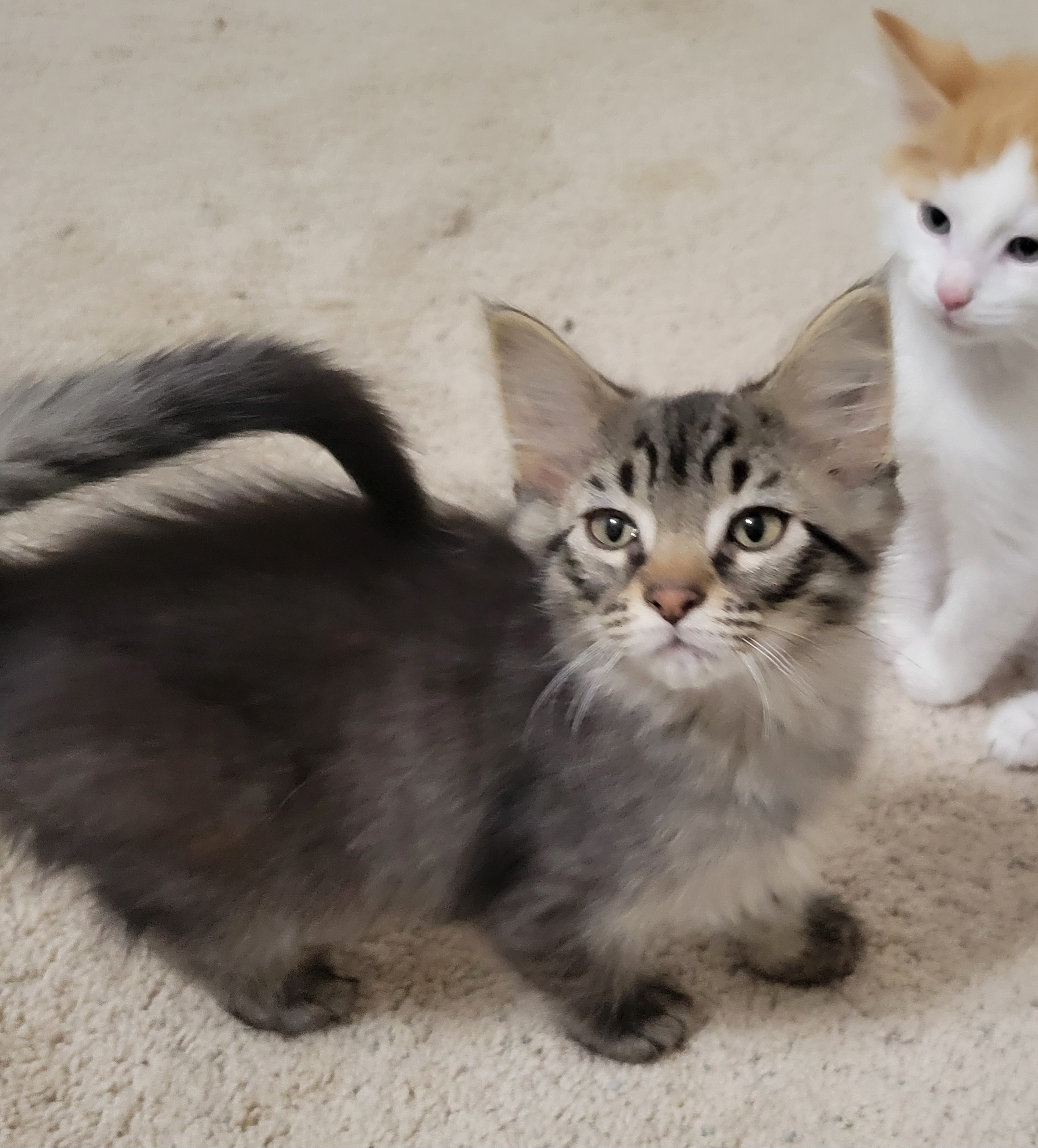 Adopt a Cat MN | Cat Adoption Minnesota | Pet Haven
