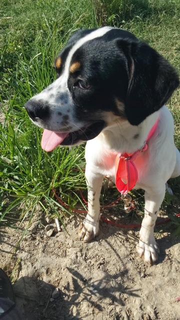 Dog for adoption - Costello, a Boxer & Pointer Mix in Bloomington , IL ...