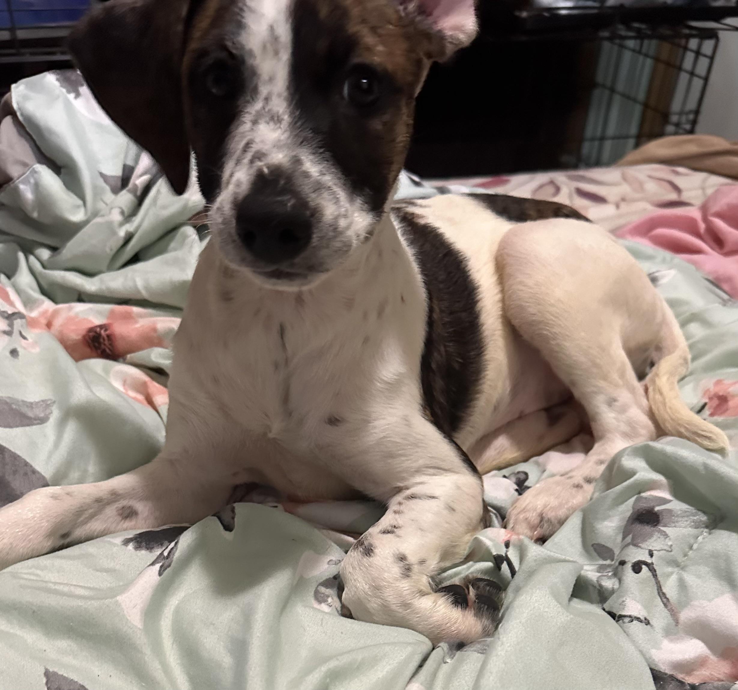 Dog for adoption - Emma, a Jack Russell Terrier Mix in Hoffman Estates ...