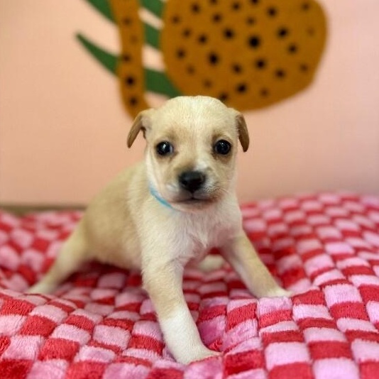 Dog for adoption - Roman Goose, a Chihuahua & Dachshund Mix in Hartford ...