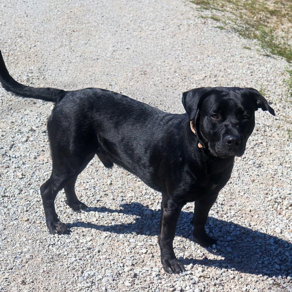 Dog for adoption - Jack, a Black Labrador Retriever in Hollister, MO ...