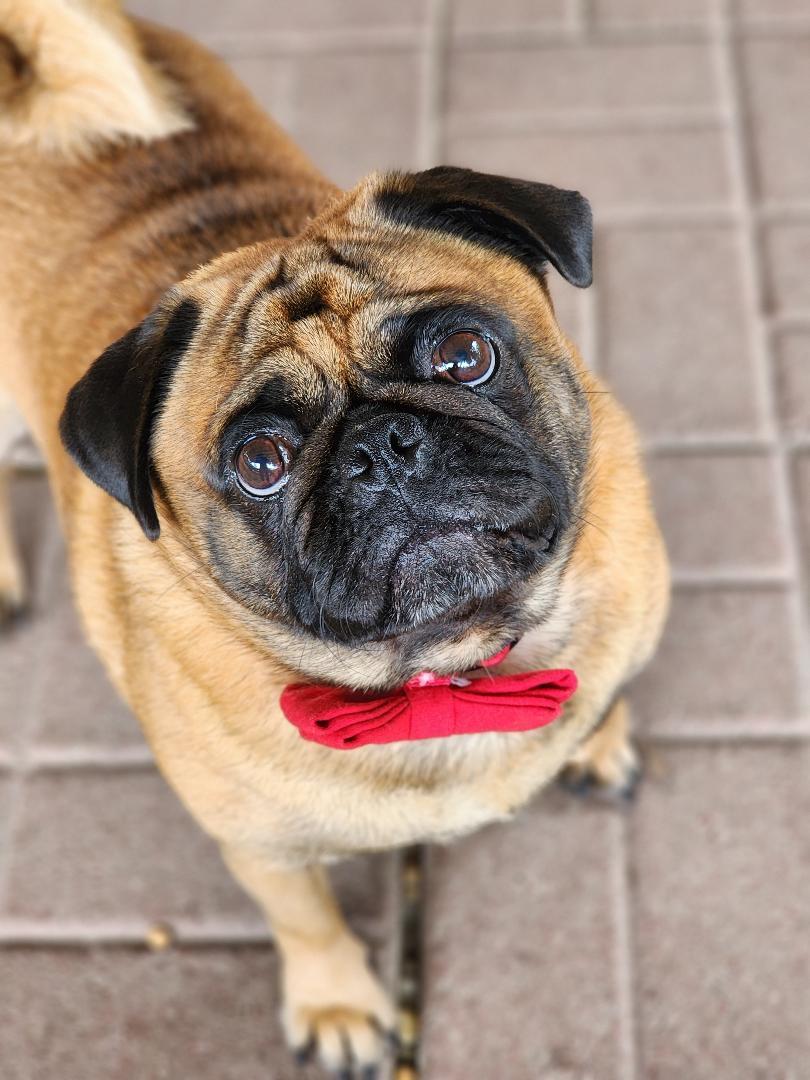 Dog for adoption - Axe, a Pug in Phenix City, AL | Petfinder