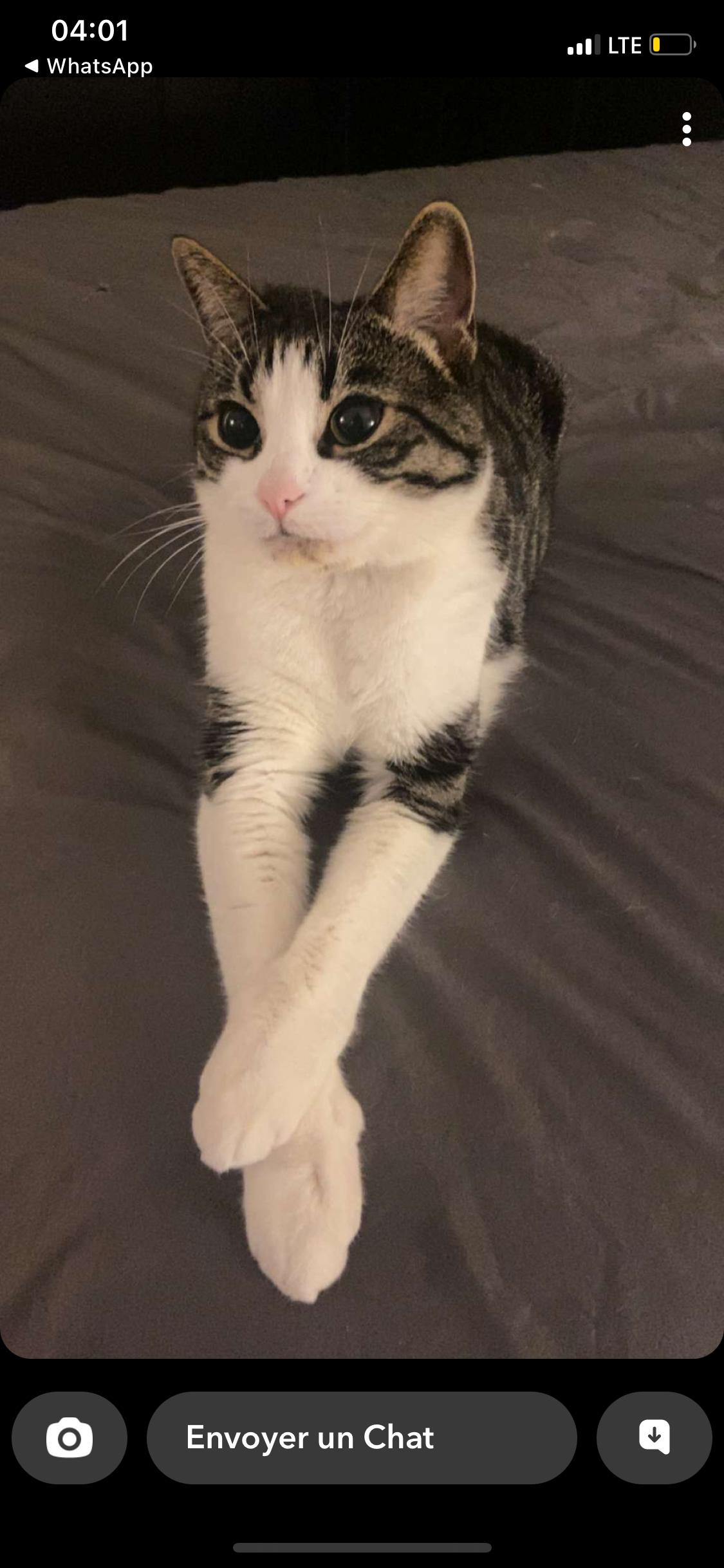 Cat for adoption - Axelle, a Tabby in Montreal-Nord, QC | Petfinder