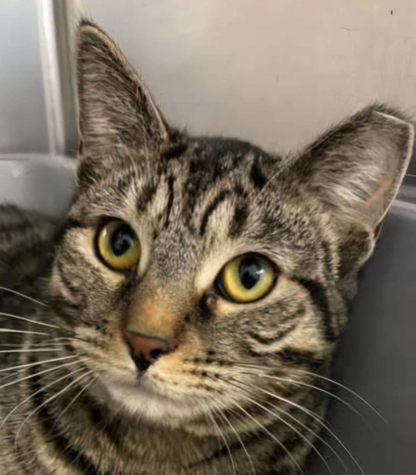 Available Pets - Portage Animal Protective League