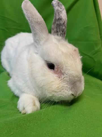 Rabbit for adoption - Clement, a Bunny Rabbit Mix in Haltom City, TX ...