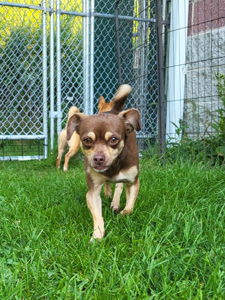 Our friends who already found their forever home