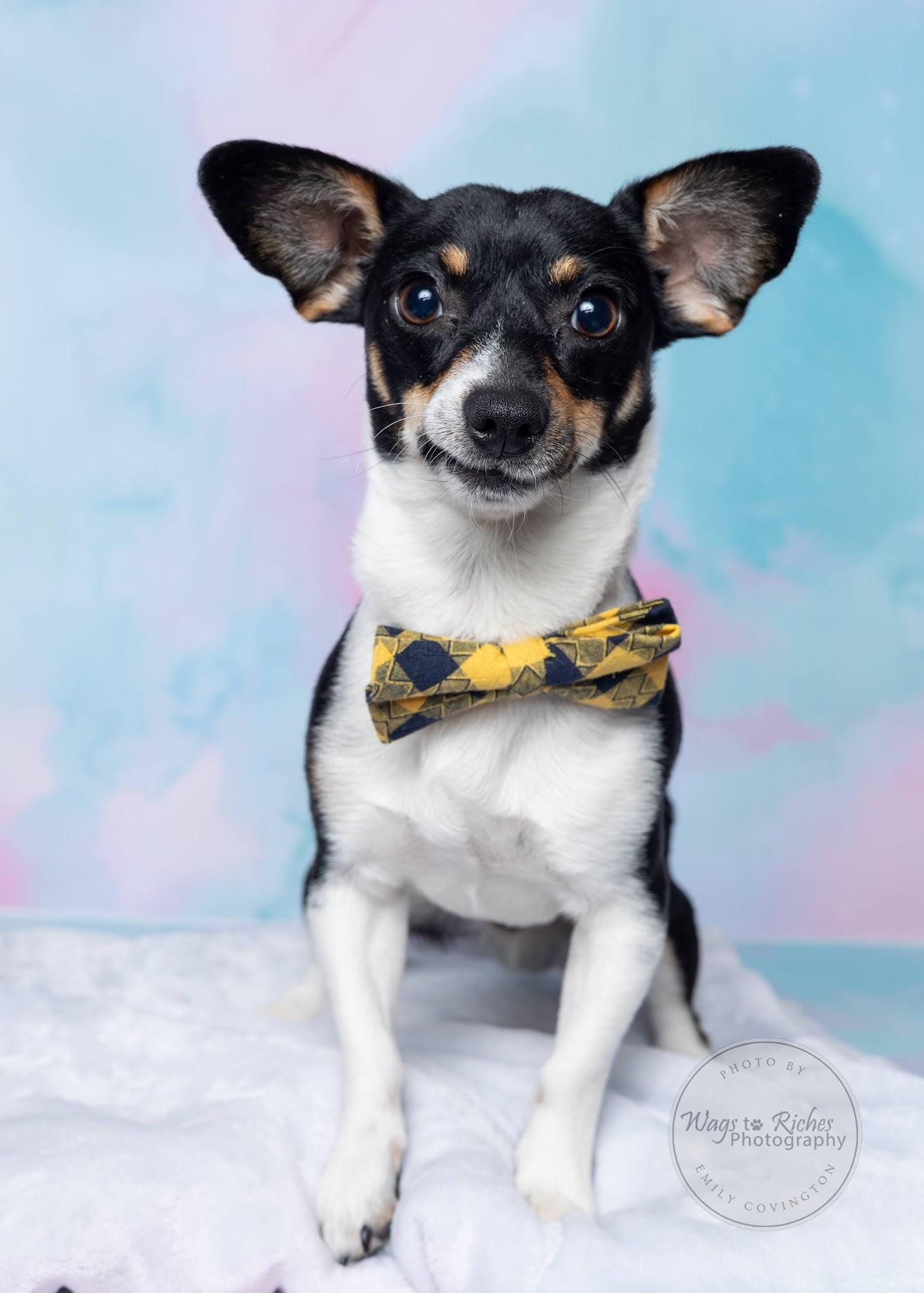 Dog for adoption - Stevie - Adopted, a Rat Terrier & Dachshund Mix in ...