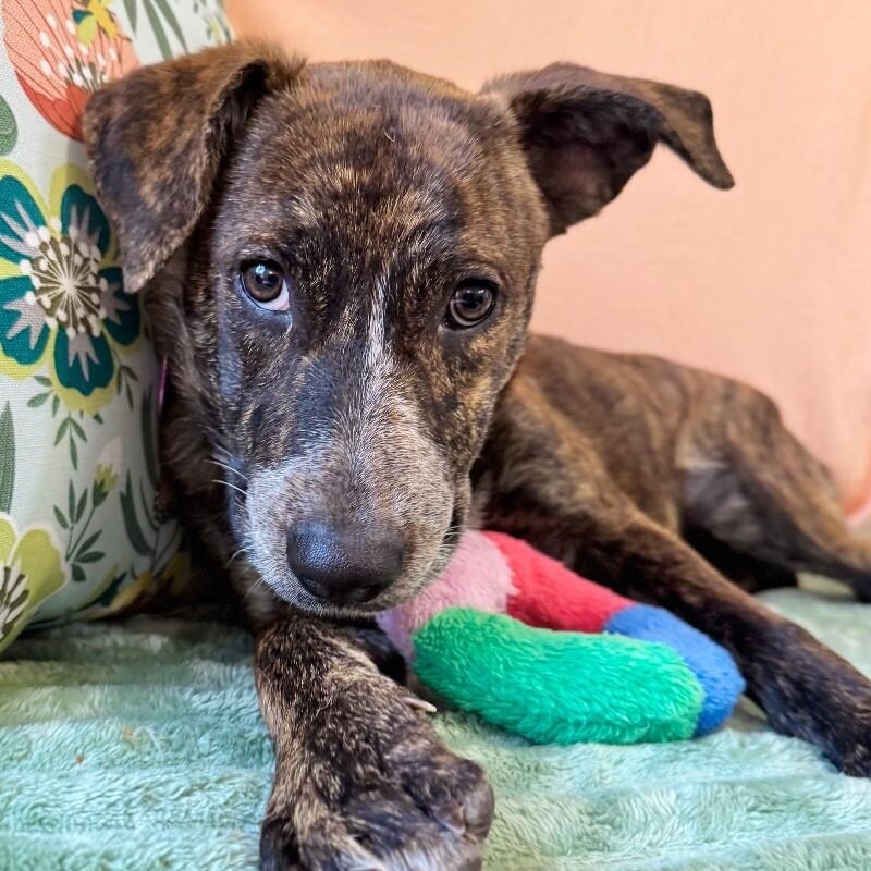 Dog for adoption - Nabila Noble the Gentle Snuggle Nugget, a Labrador ...