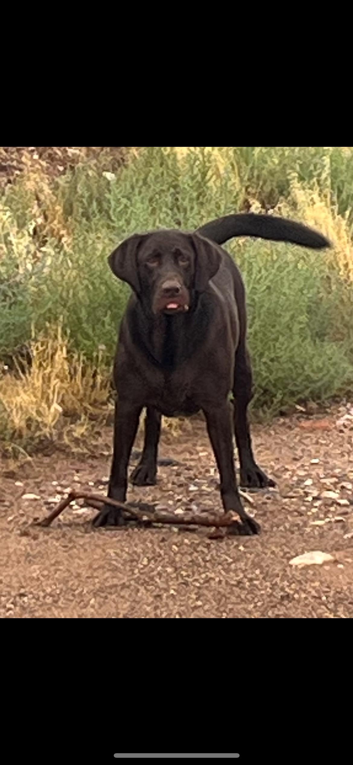 Dog for adoption - Tucker, a Chocolate Labrador Retriever in Ivins, UT ...