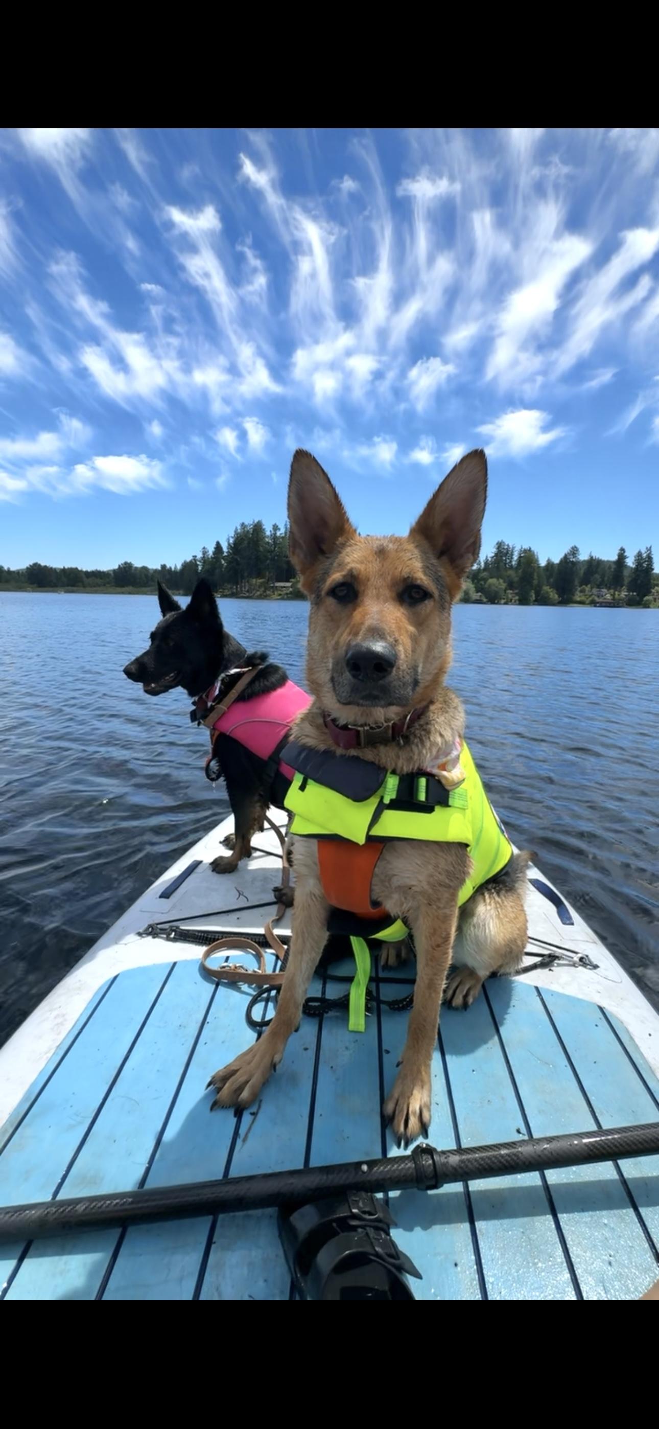 Dog for adoption - Nori, a German Shepherd Dog Mix in Auburn, WA ...