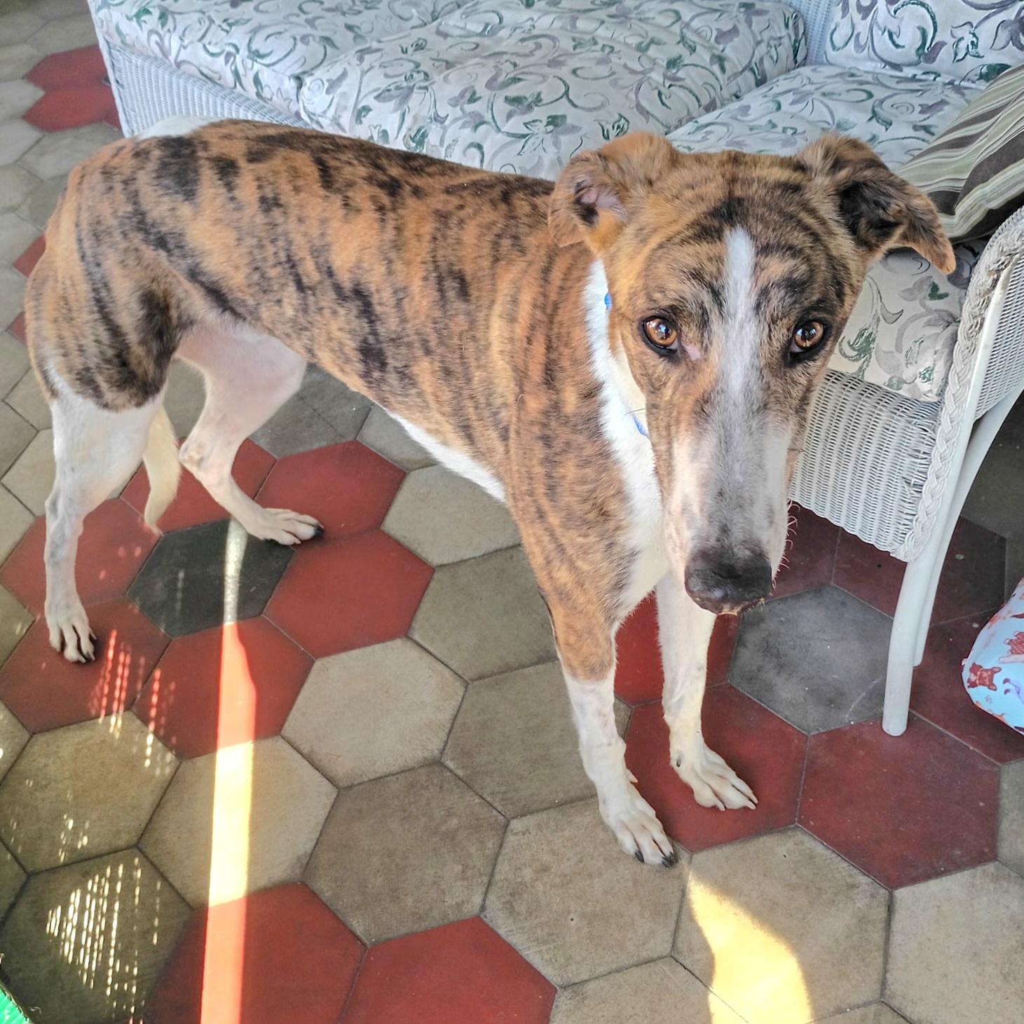 Zach - Adoptable Pet | Petfinder | Petfinder