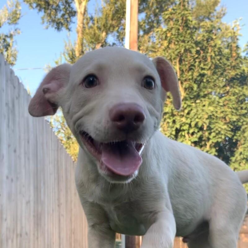 Dog for adoption - Teddy Summer, a Labrador Retriever & Catahoula Leopard Dog Mix in Richmond ...