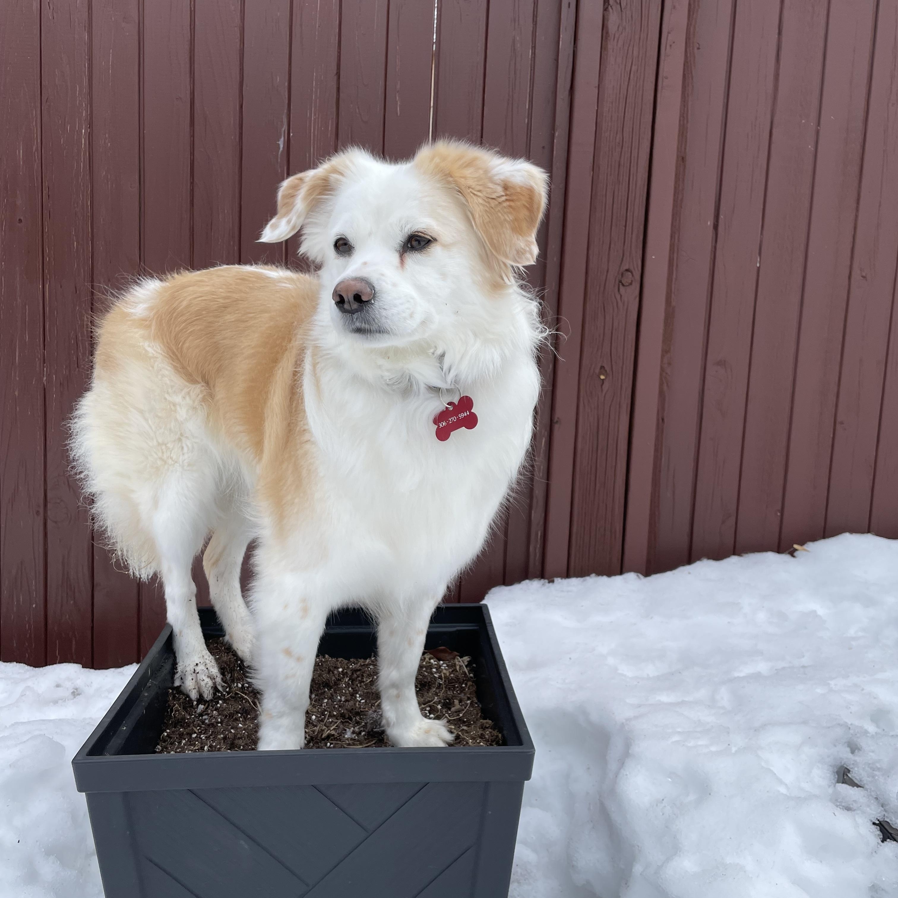 Available for Adoption - New Hope Dog Rescue