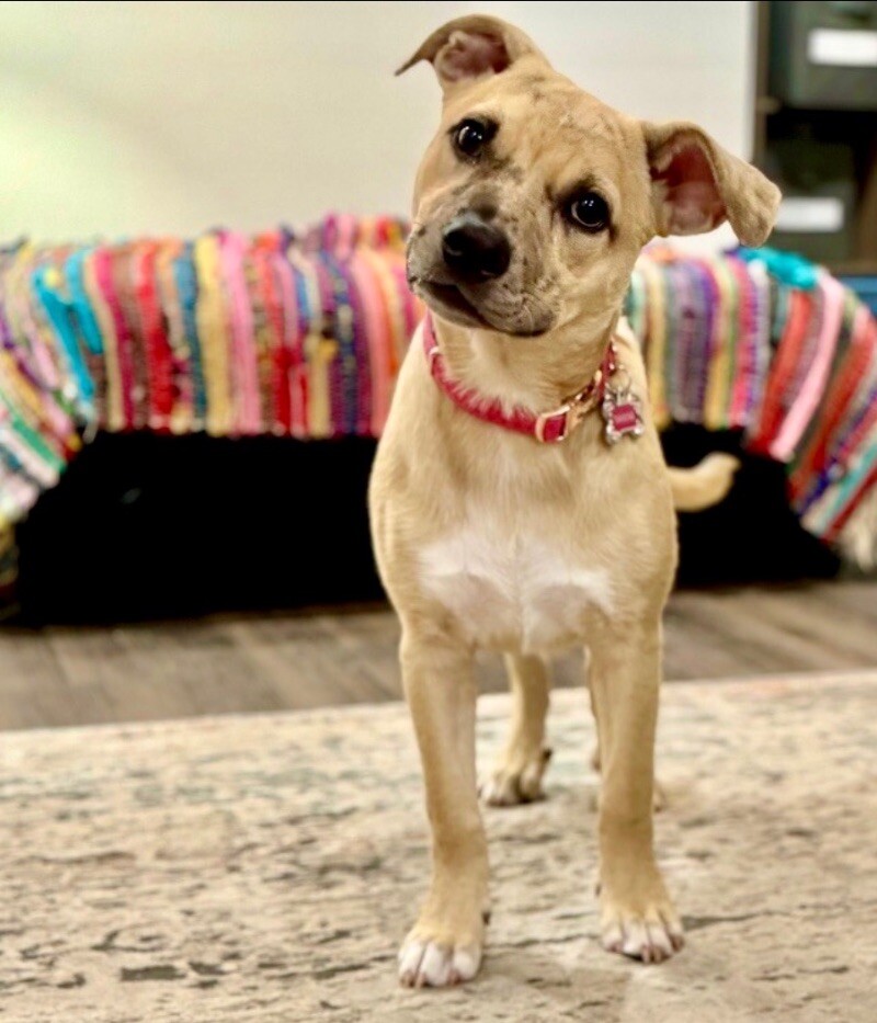 Dog for adoption - Tamera Johnson the Soft Pittie, an American ...