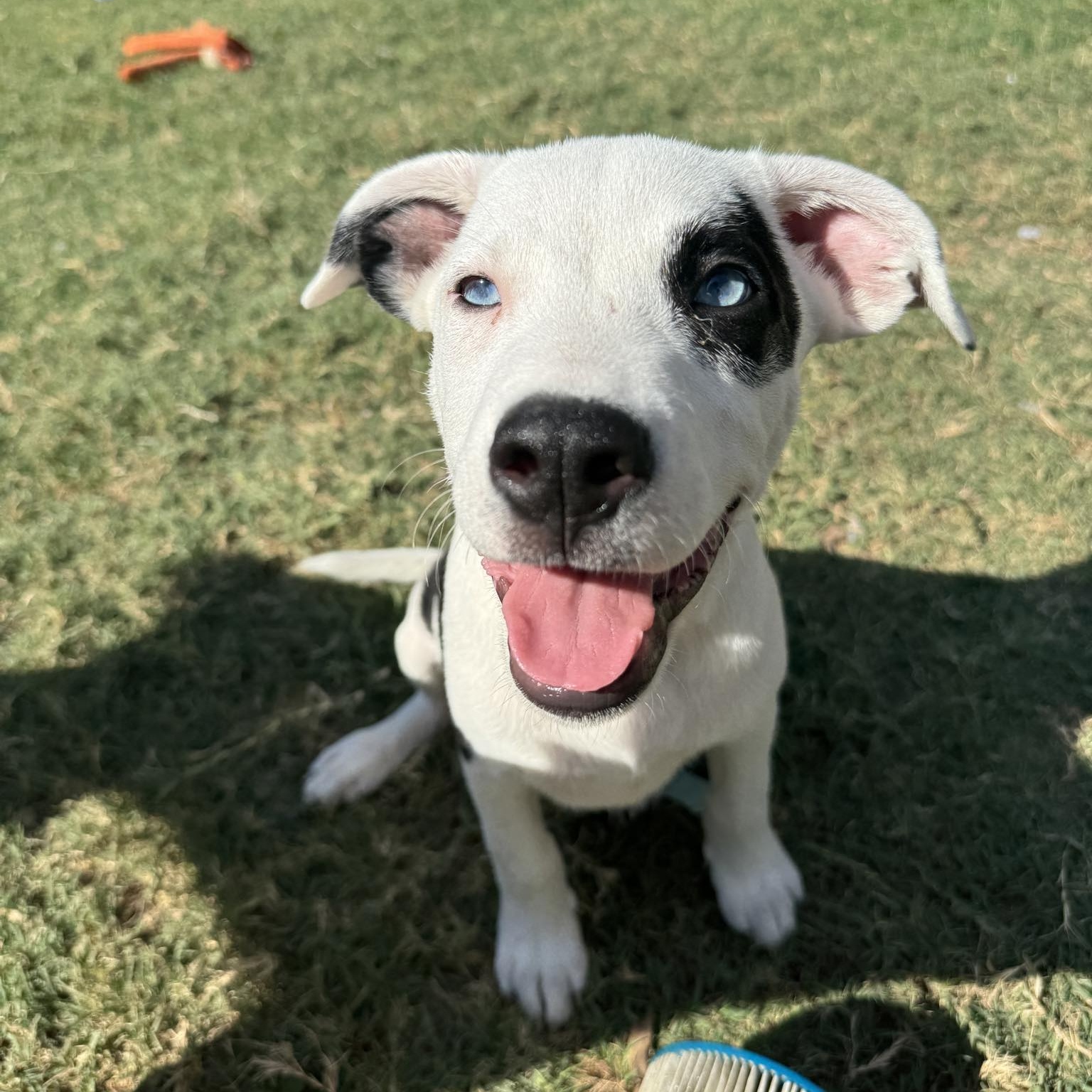 Dog for adoption - Bluey, a Pit Bull Terrier in Springfield, VA | Petfinder